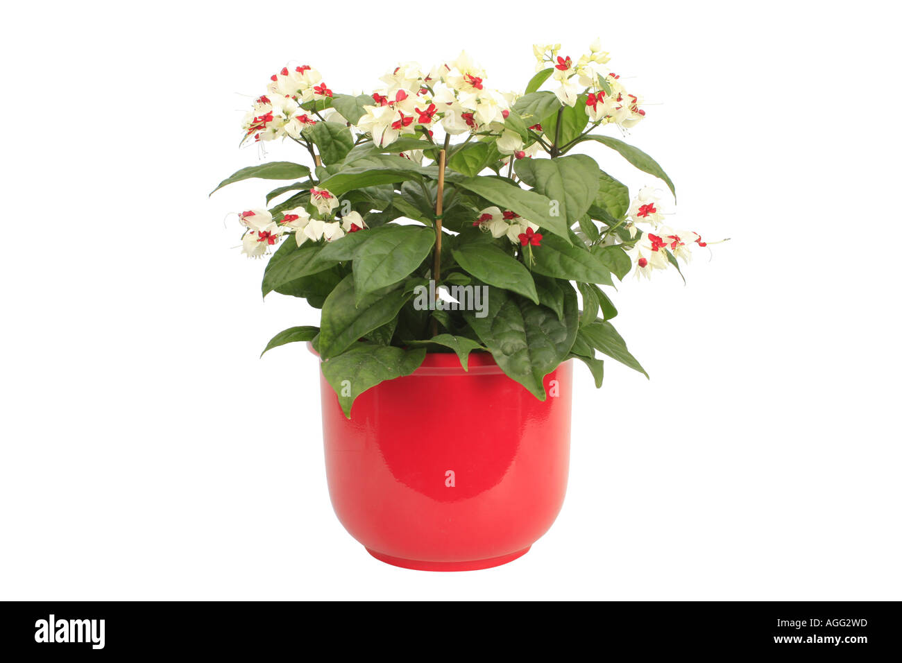 Bleeding heart shrub Cut Out Stock Images & Pictures - Alamy