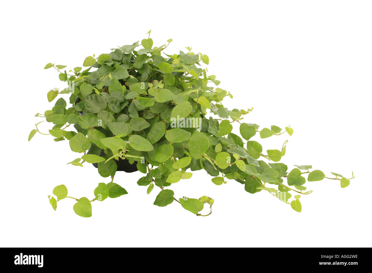 Creeping Fig, Fig Vine (Ficus pumila), potted plant Stock Photo - Alamy