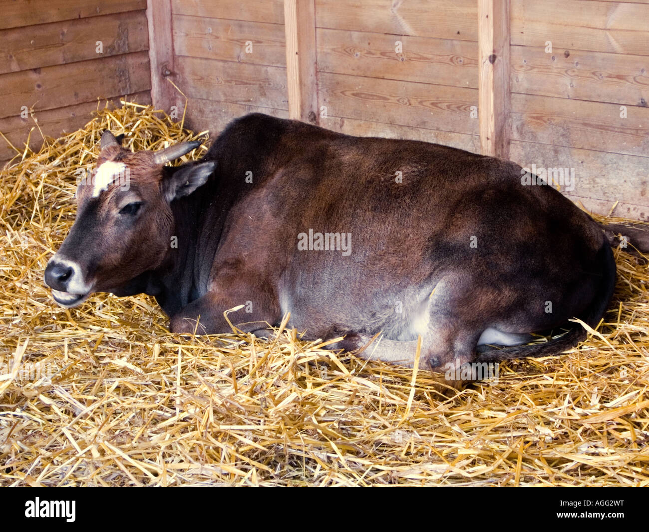 Dwarf Cattle Stock Photos & Dwarf Cattle Stock Images - Alamy