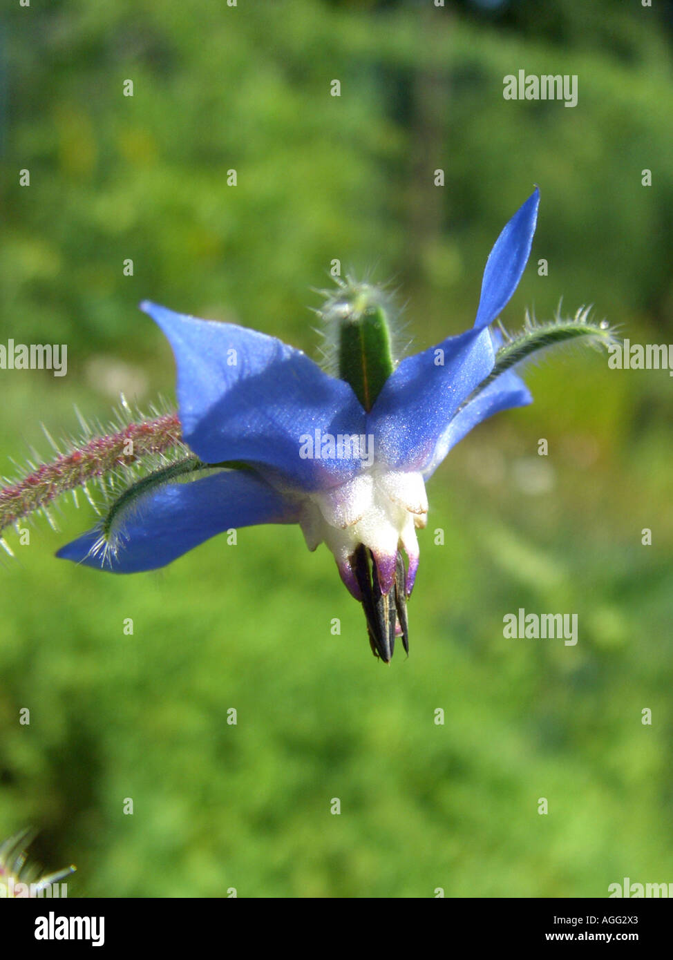 common borage (Borago officinalis), flower Stock Photo - Alamy