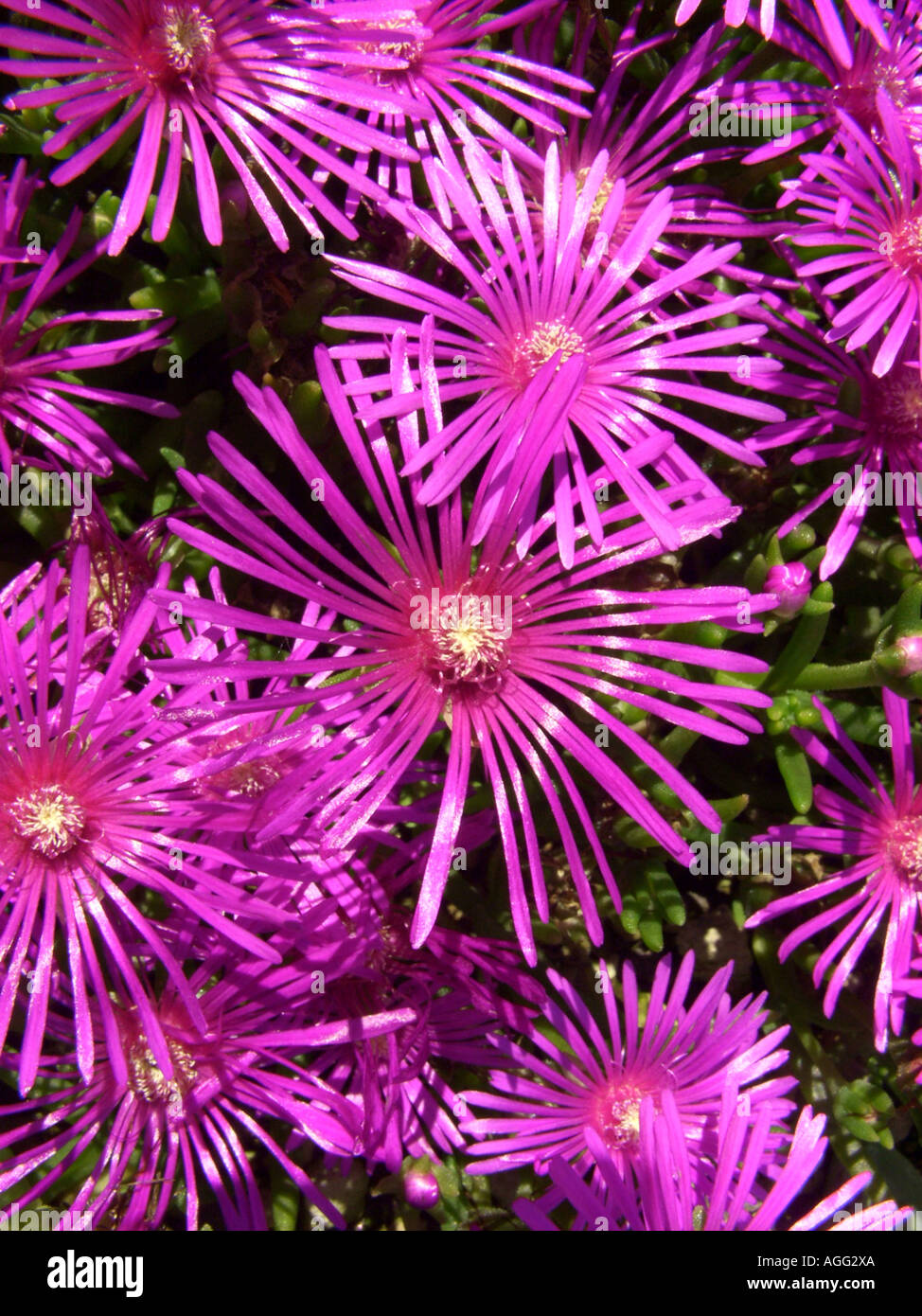 Chamaephytes hi-res stock photography and images - Alamy