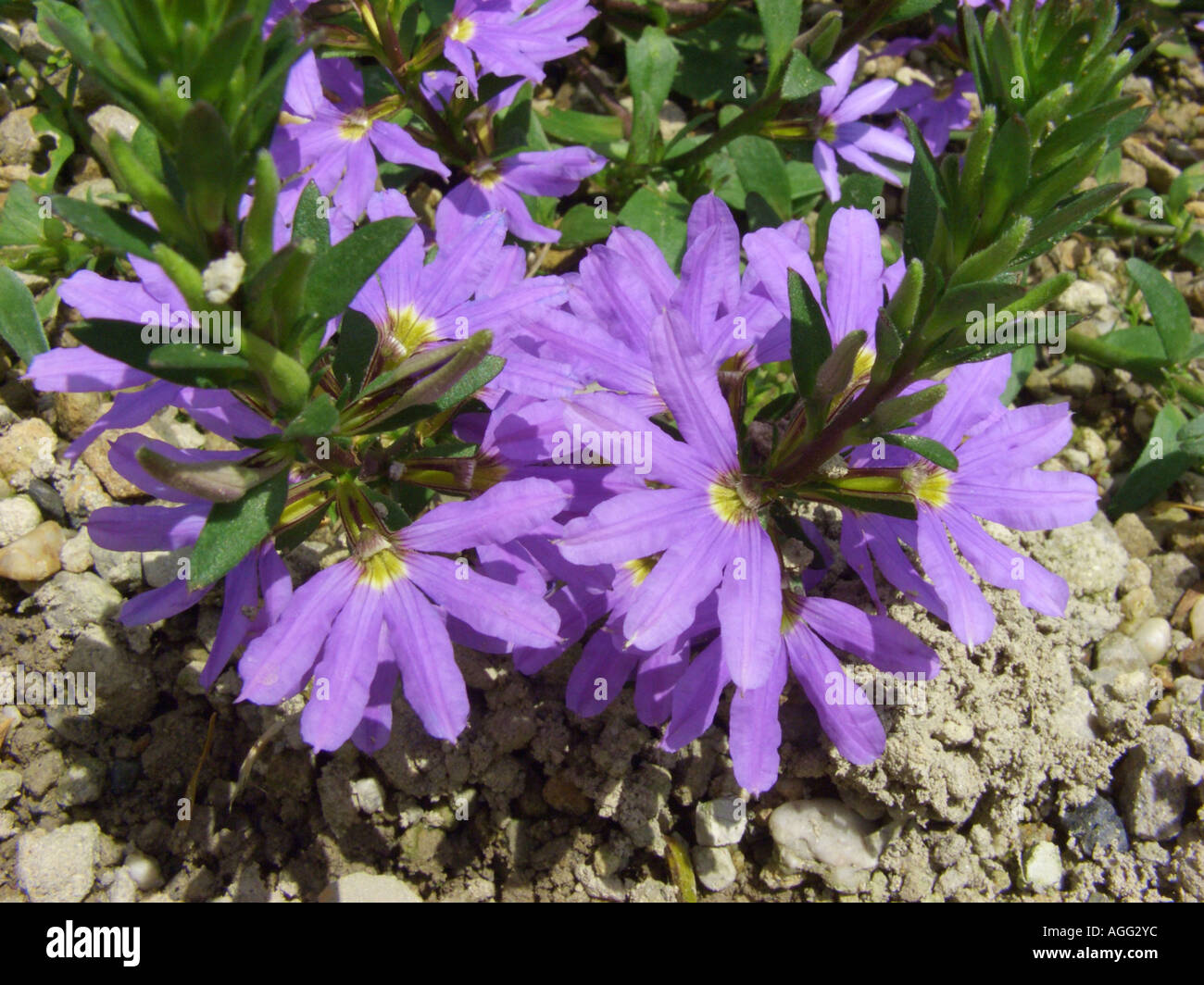 Scaevola Hanging Basket High Resolution Stock Photography and Images ...
