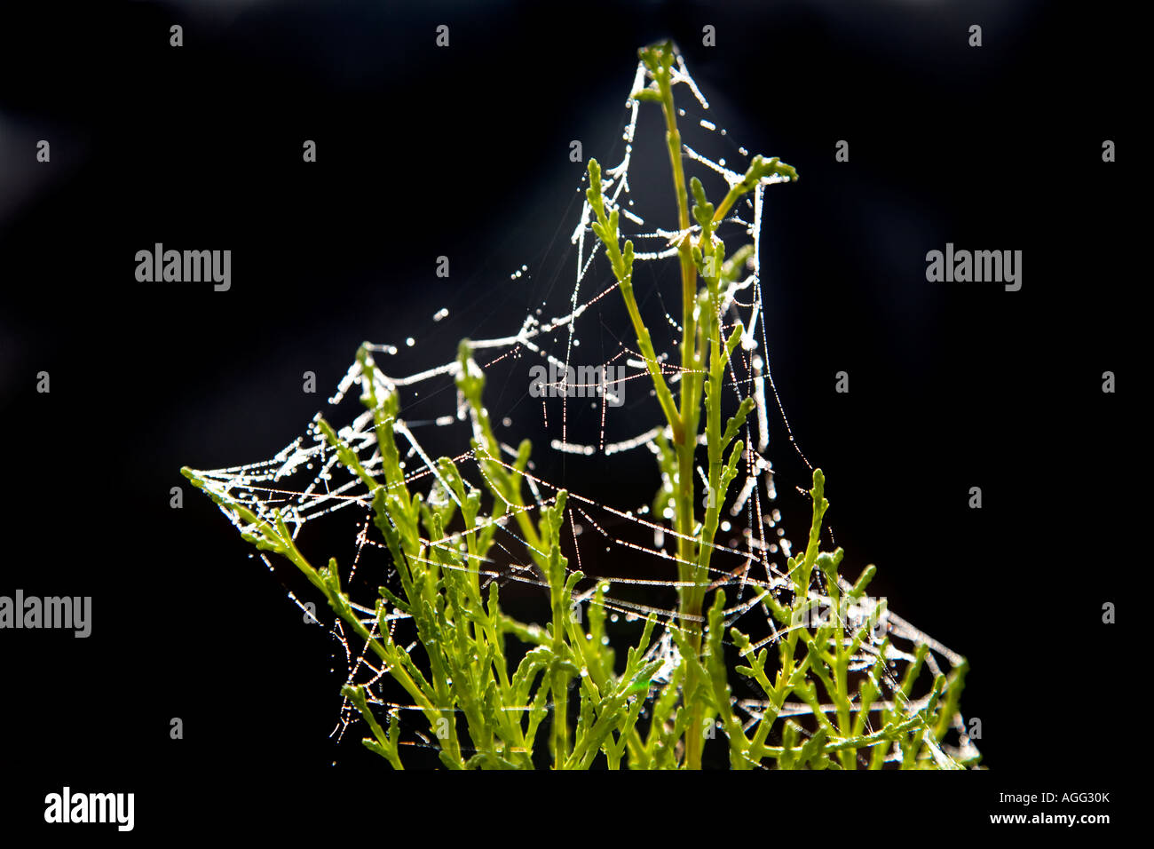 Conifer with cobweb hi-res stock photography and images - Alamy