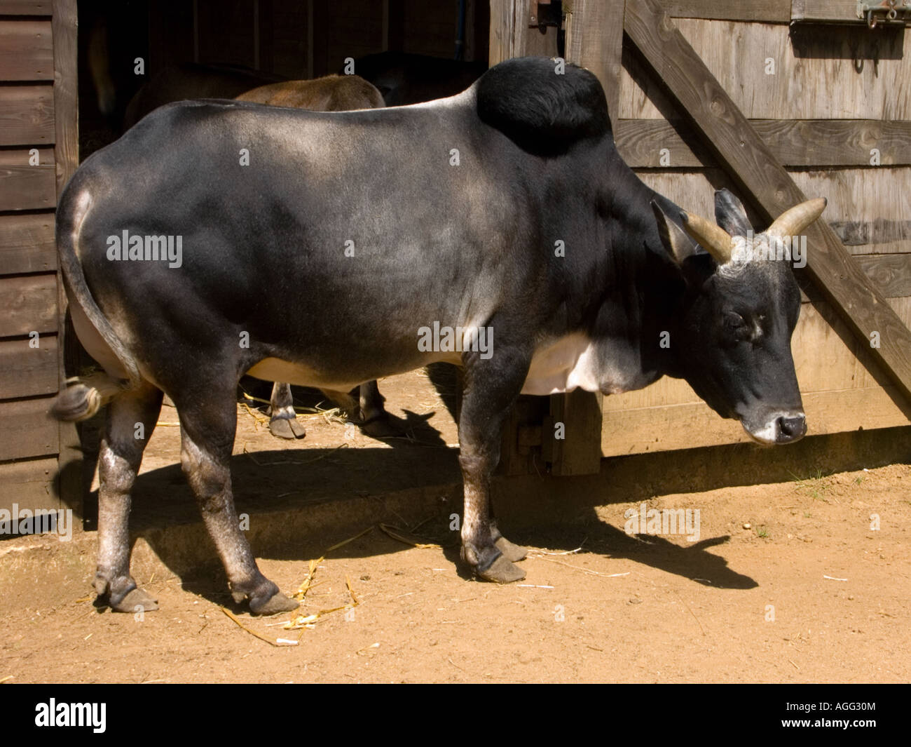 Dwarf cattle hi-res stock photography and images - Alamy