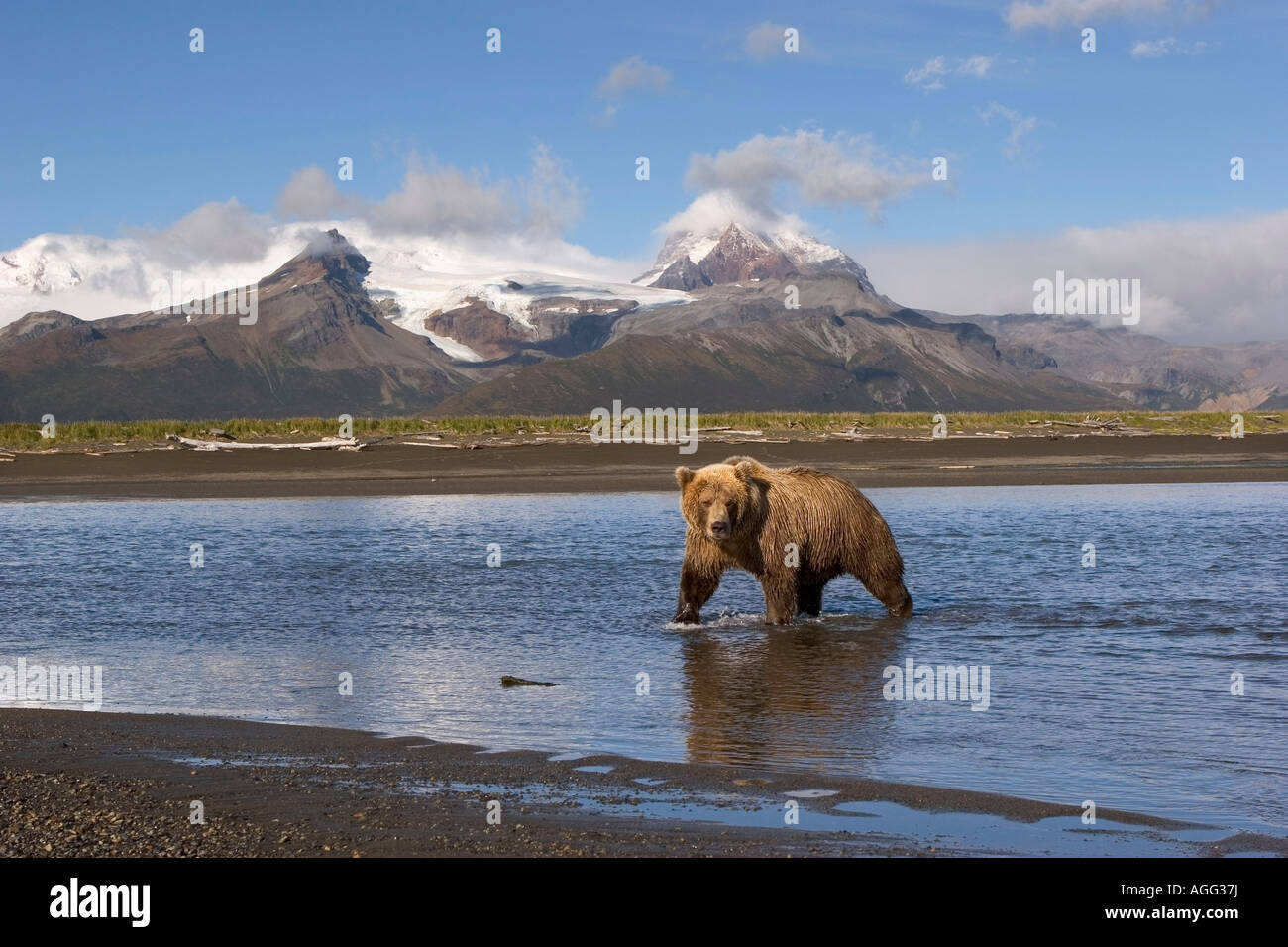Grizzly looking for salmon in river at Hallo Bay Katmai National Park ...