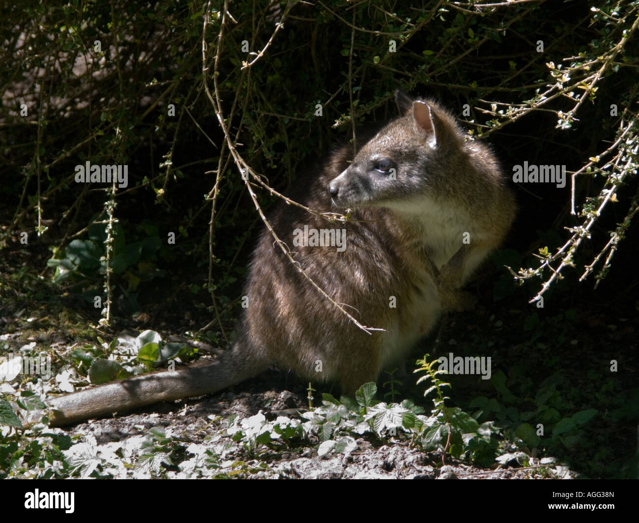 Parma wallaby macropus parma hi-res stock photography and images - Alamy