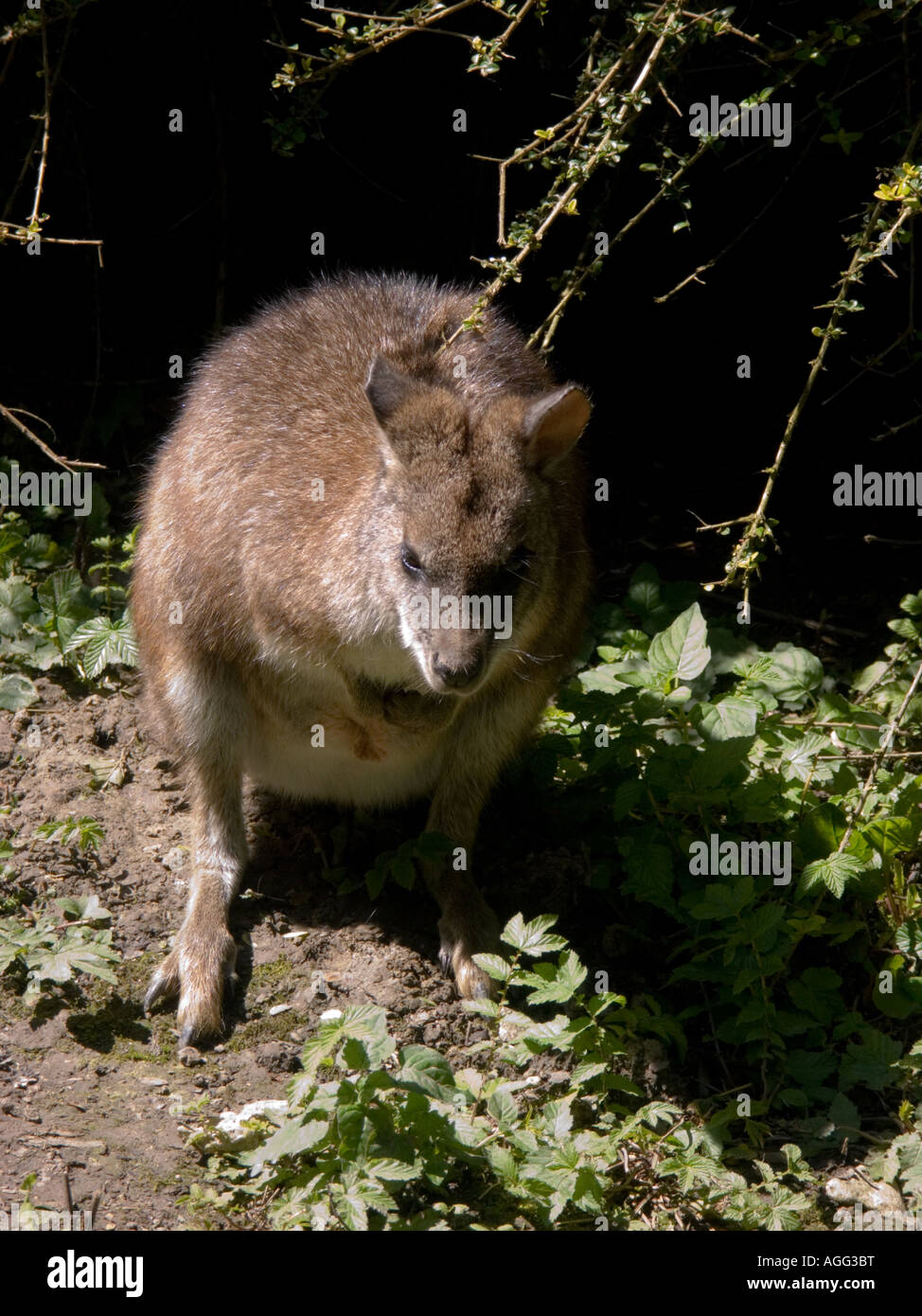 Female Parma Wallaby Stock Photo - Alamy