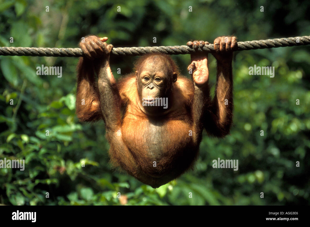 Humorous portrait of orang utan hanging from rope by all four limbs ...
