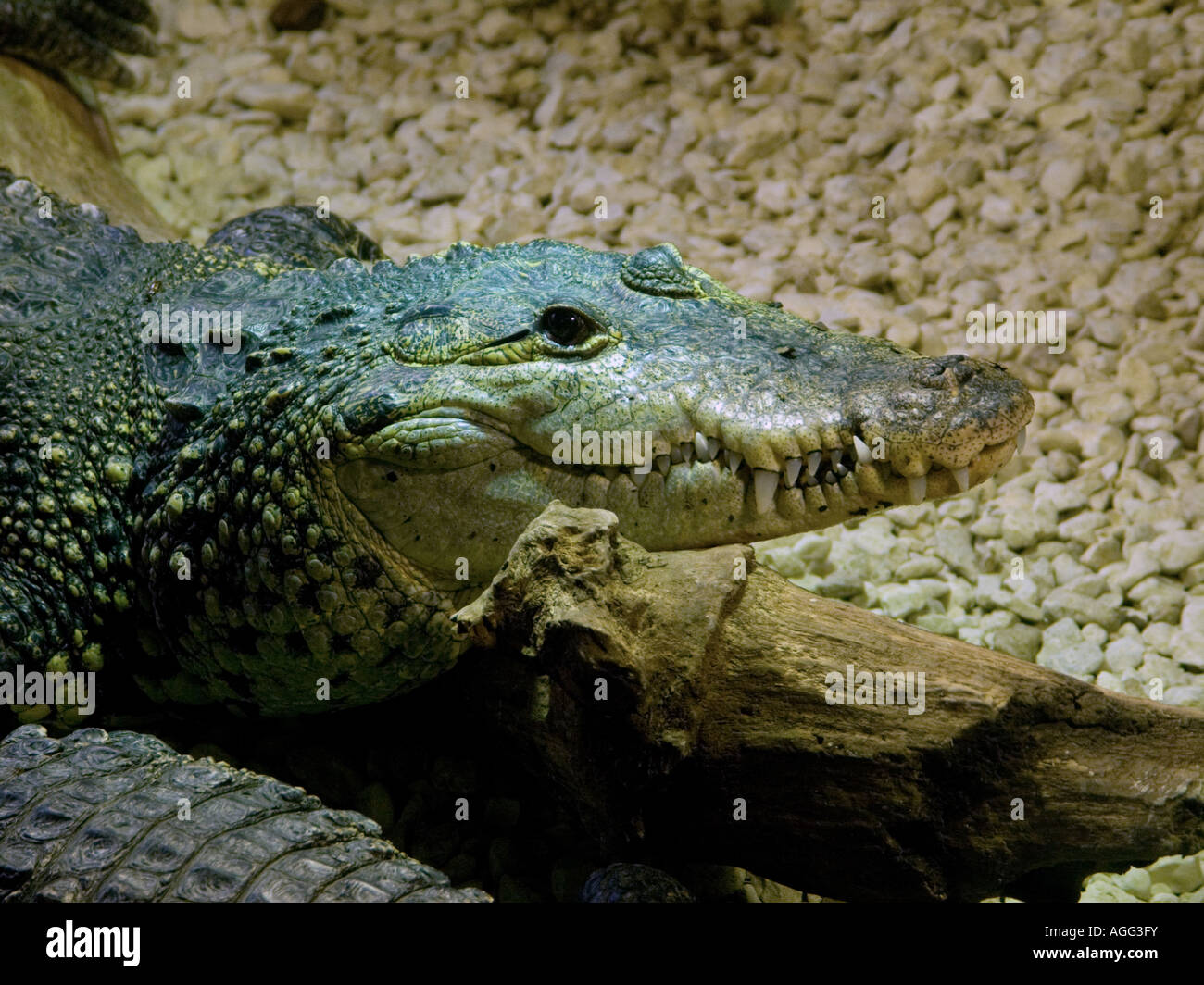 Close up of Morelet's Crocodile Stock Photo - Alamy