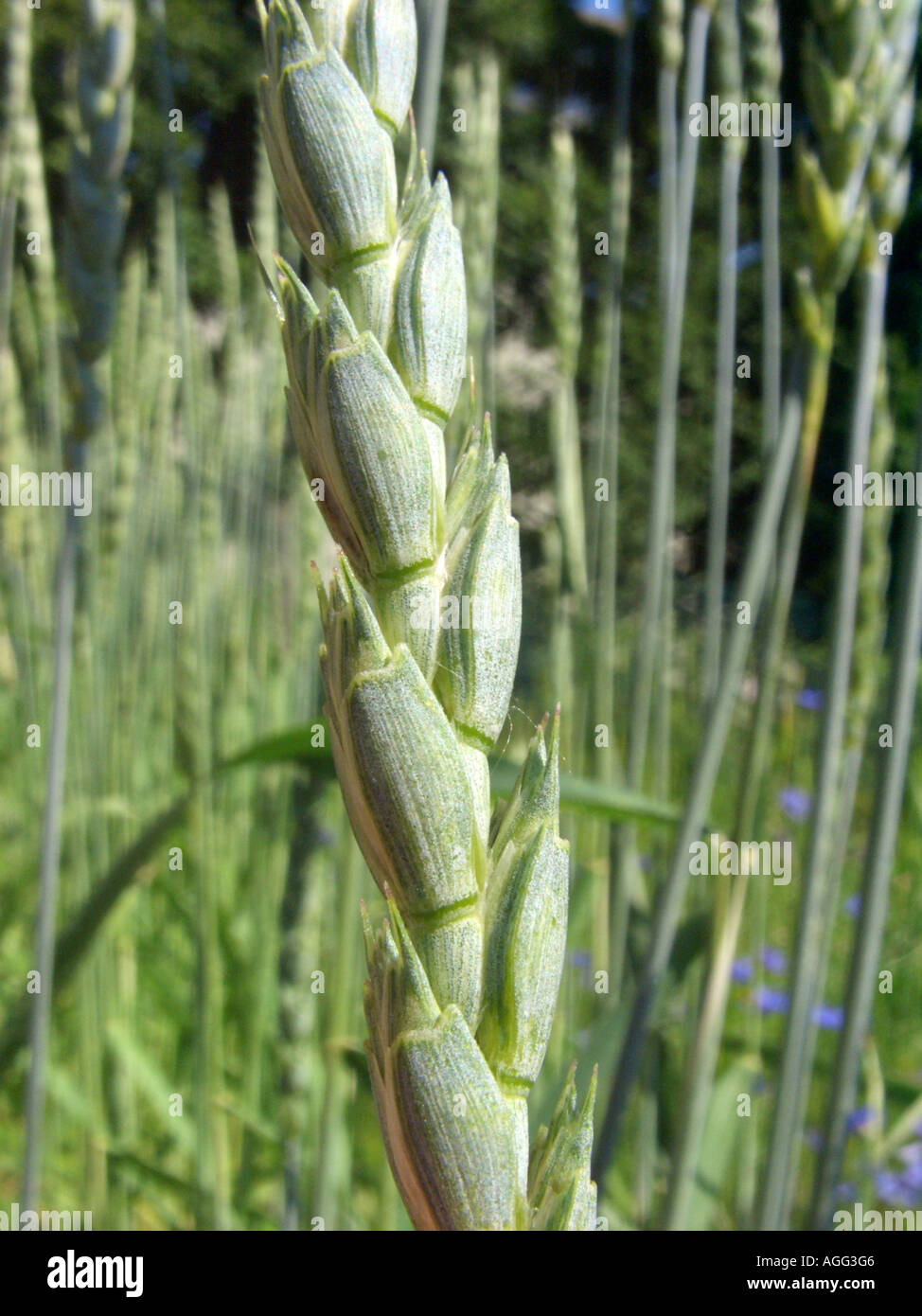 Inflorescence Spikelet