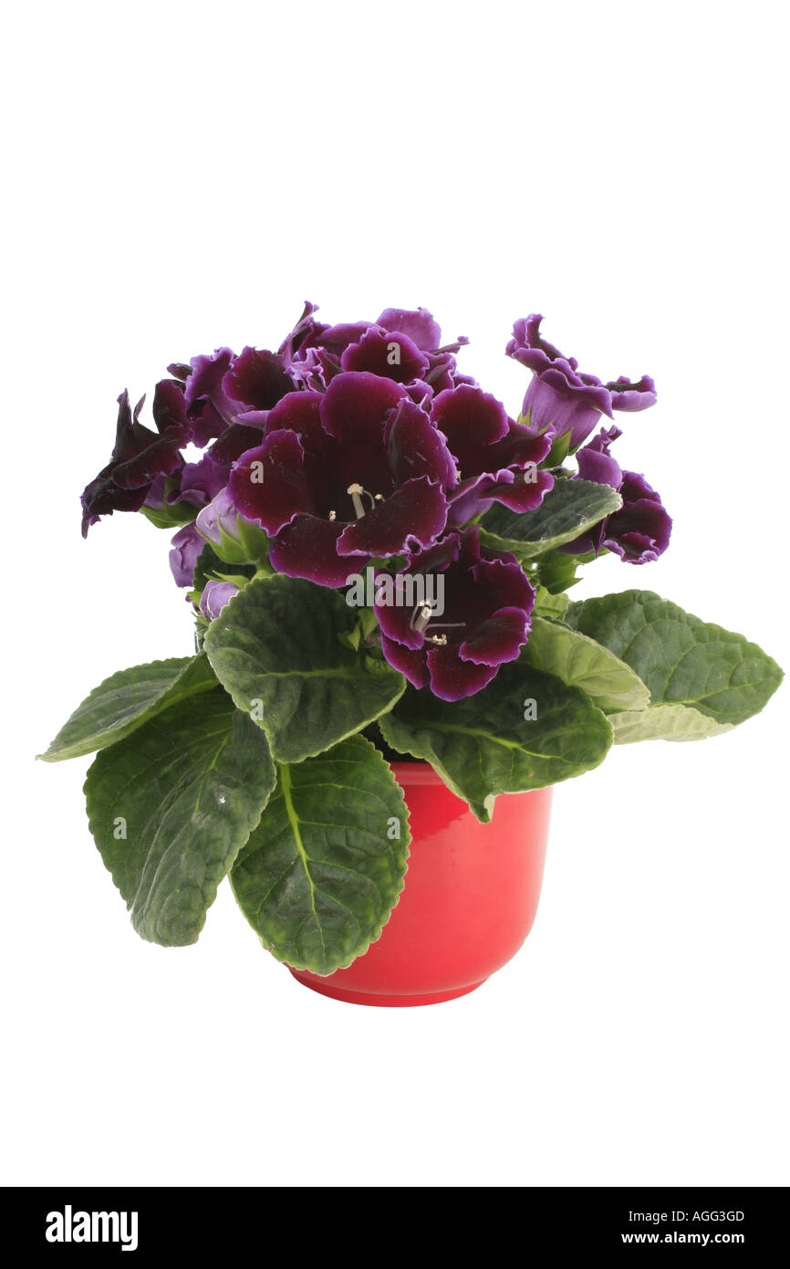 Sinningia speciosa-hybrid (Sinningia speciosa-Hybride), pottes plant ...