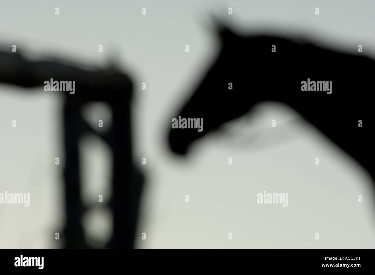 Silhouette of a horses head on a paddock Stock Photo - Alamy