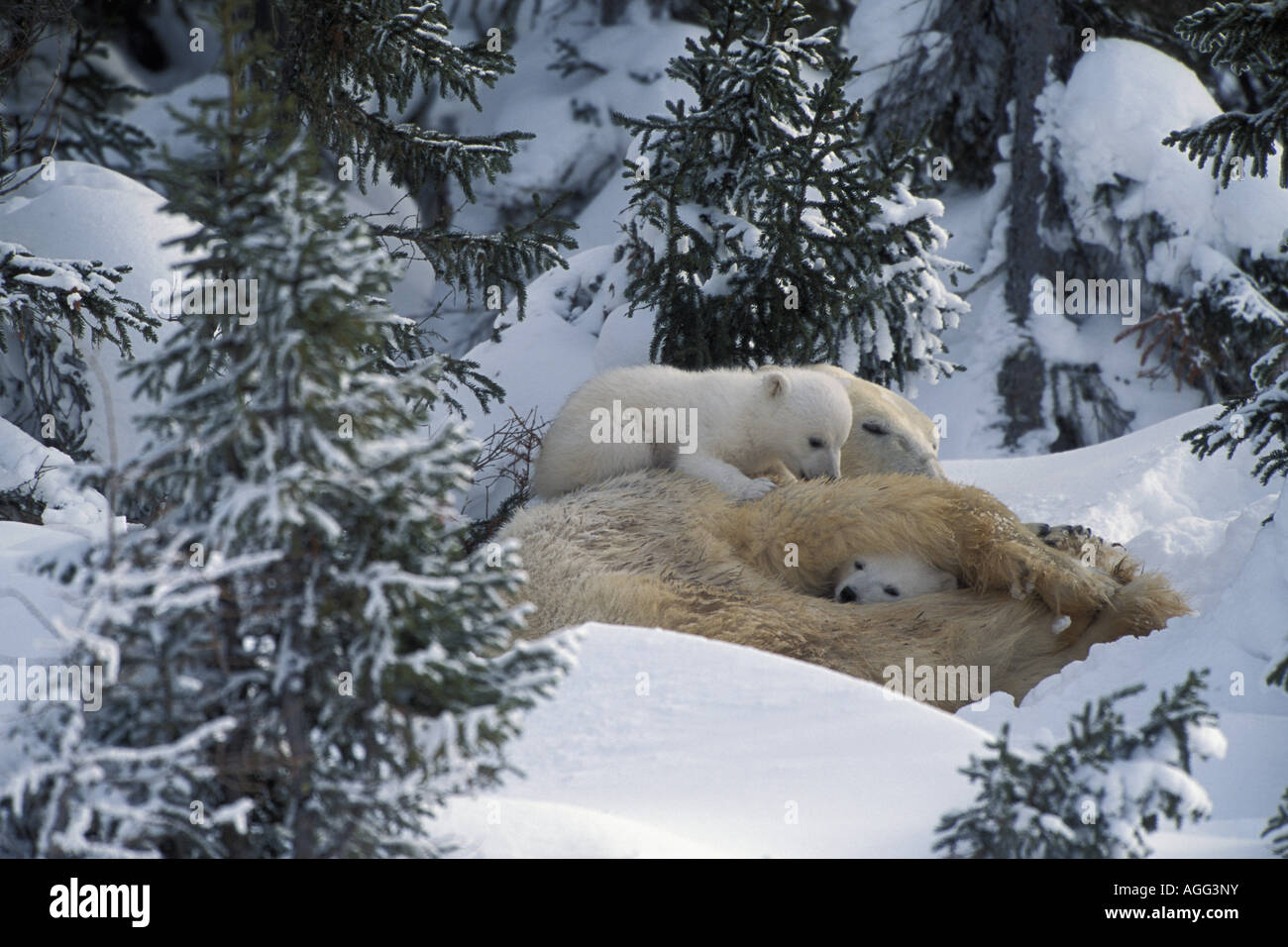 Polar Bear Mother Cubs Cuddling Together in Forest Churchill Canada ...