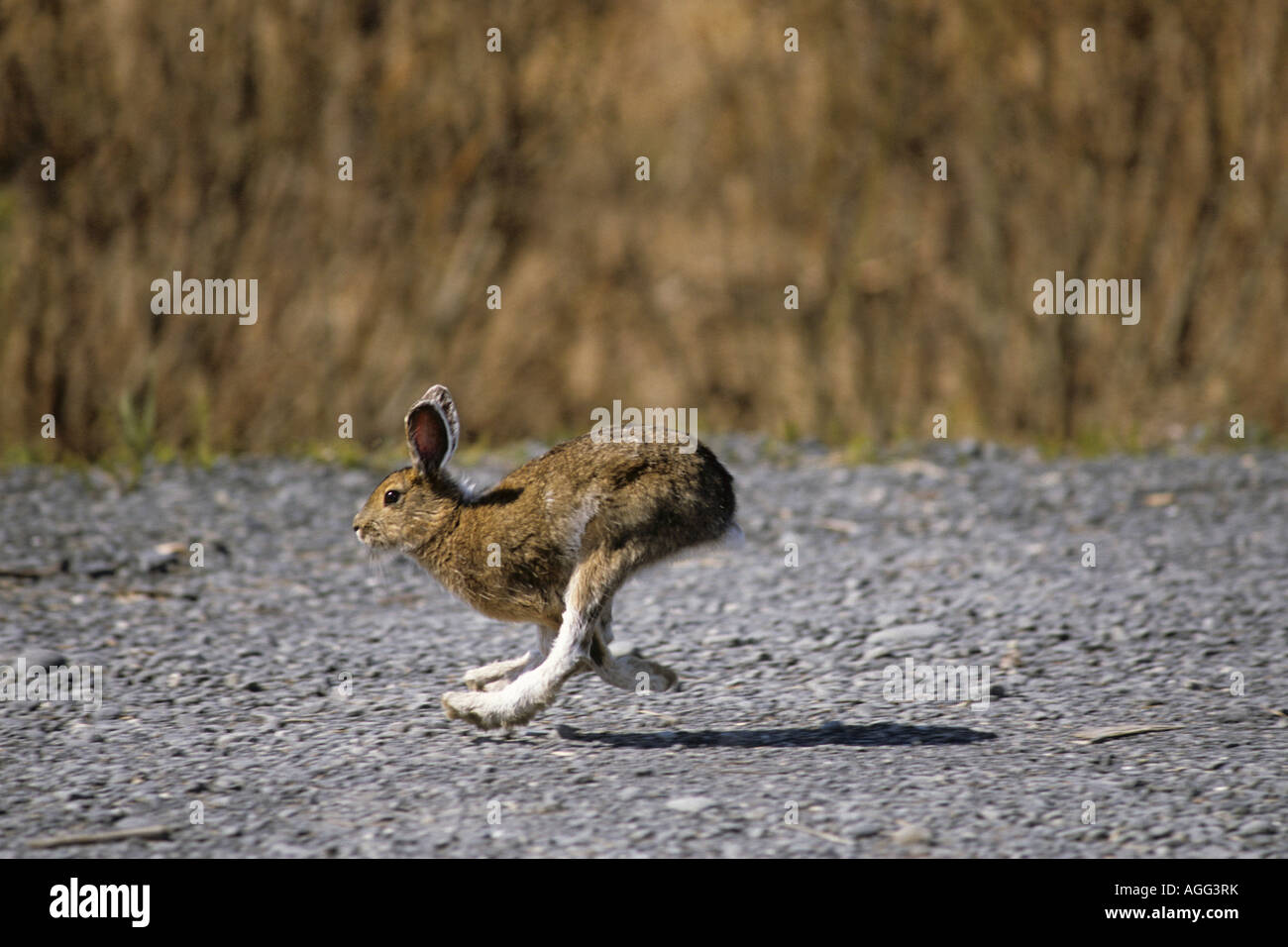 Snow shoe hare hi-res stock photography and images - Alamy