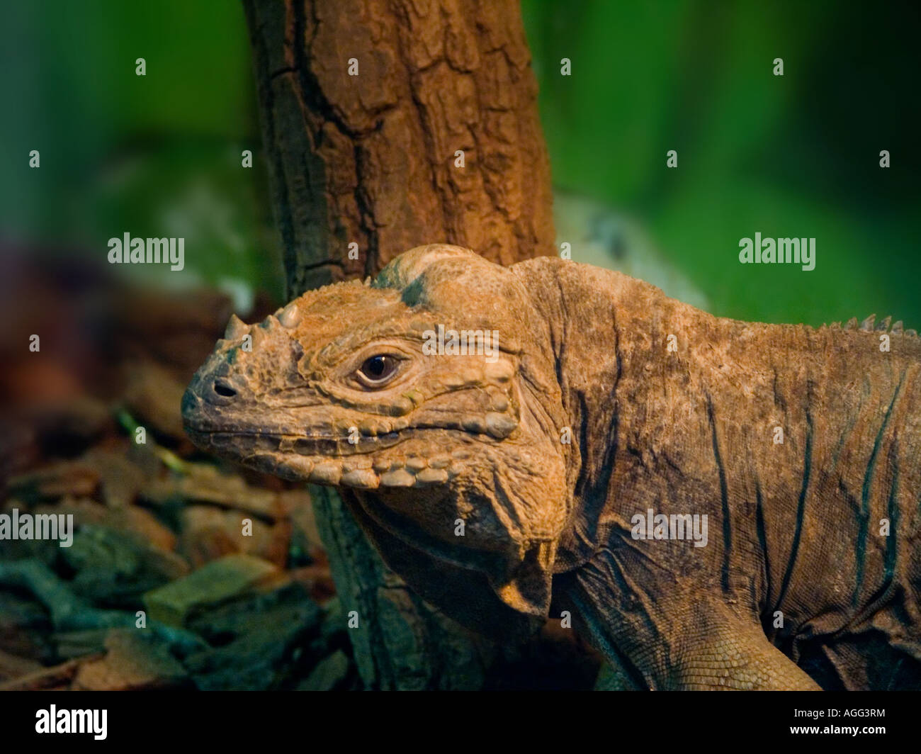 Rhinocerous iguana hi-res stock photography and images - Alamy