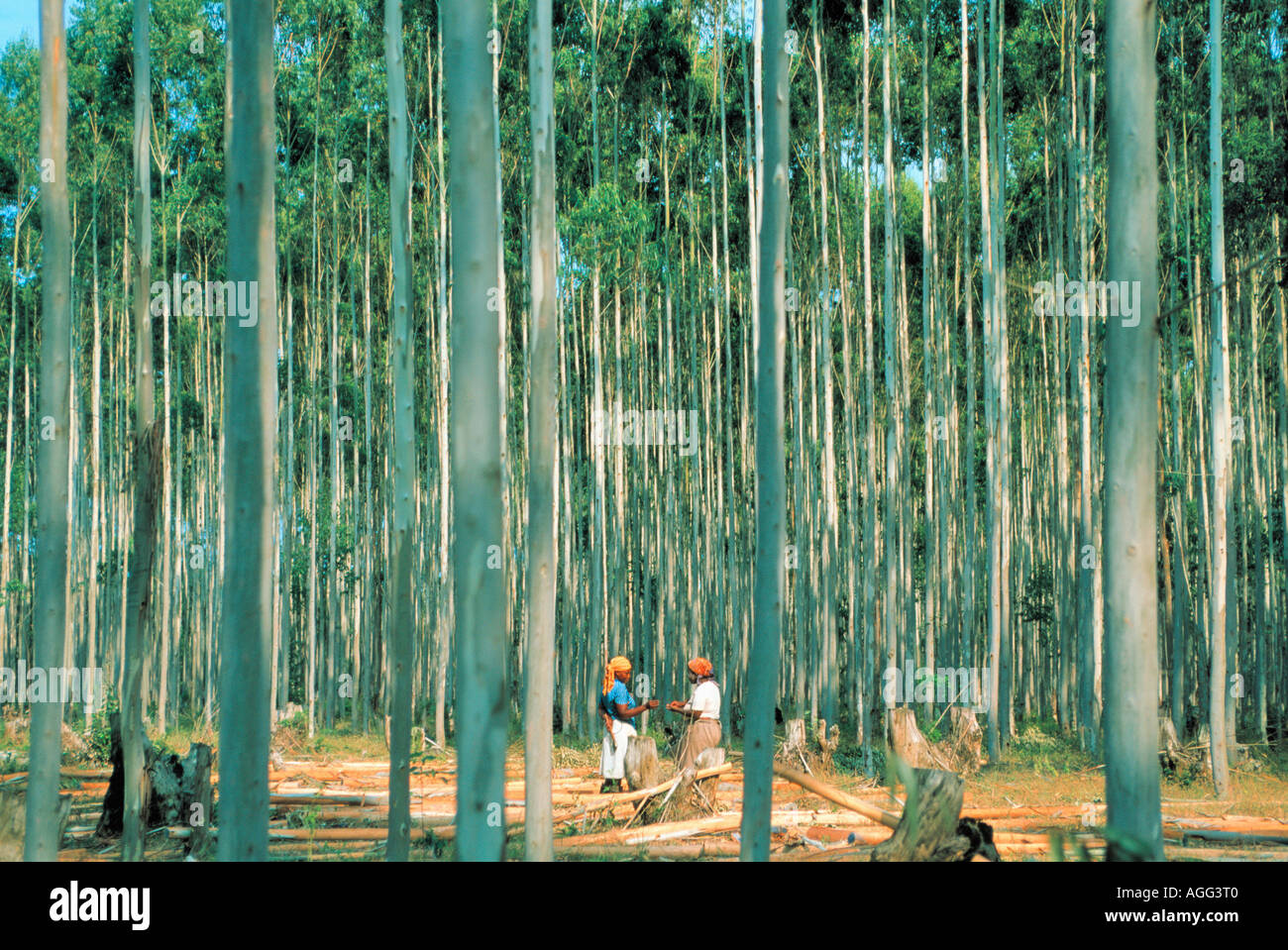 women at work on plantation of trees, South Africa Stock Photo - Alamy