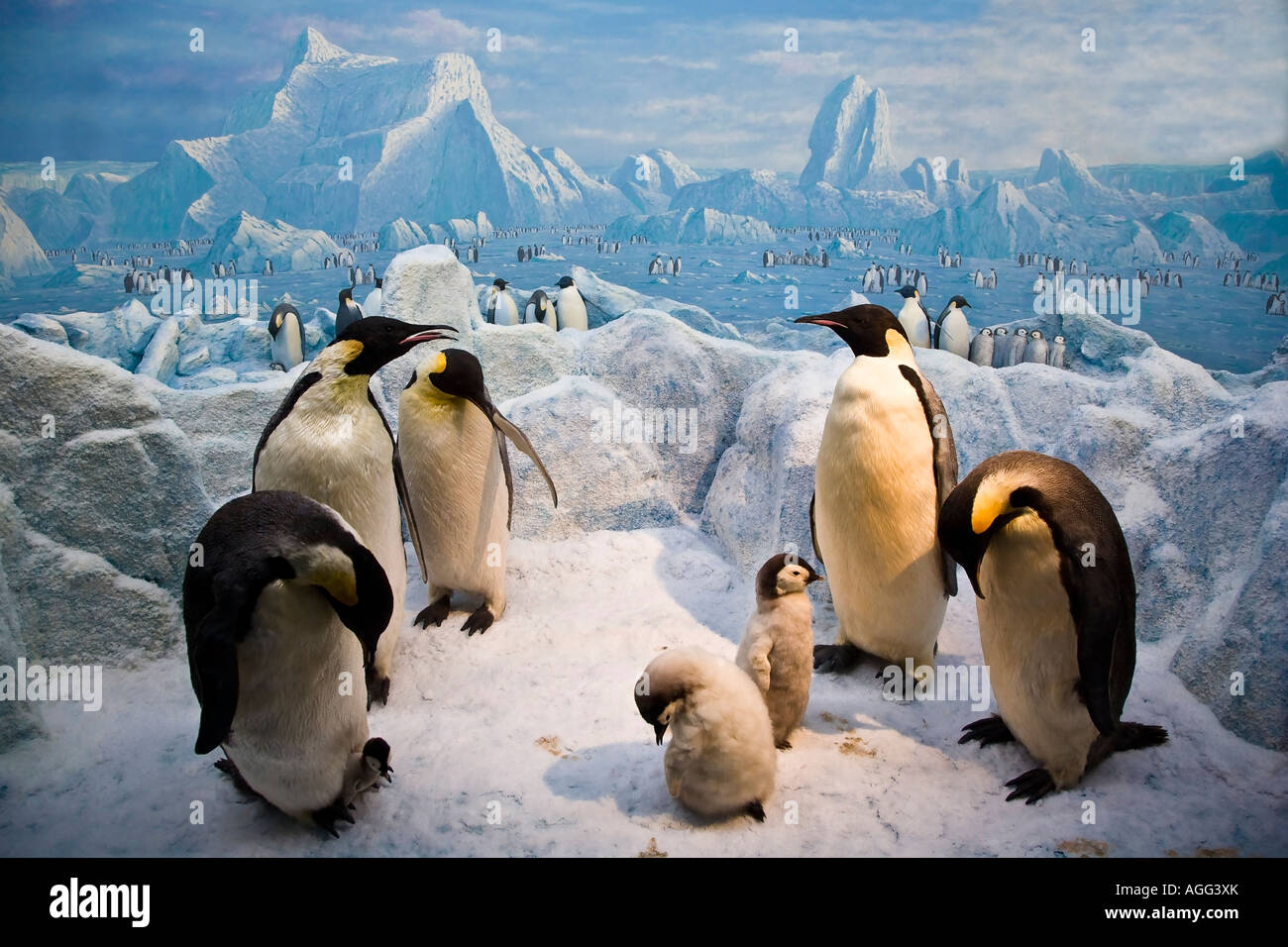 Emperor penguins hi-res stock photography and images - Alamy