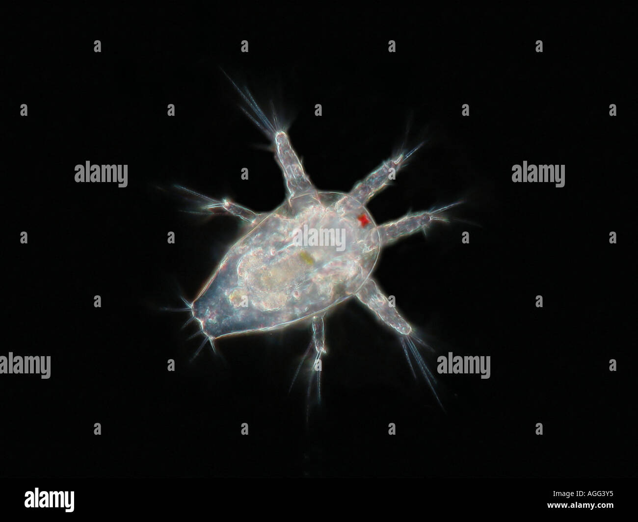 copepods (Copepoda), Nauplius larva of copepod in dark field mikroskopy ...