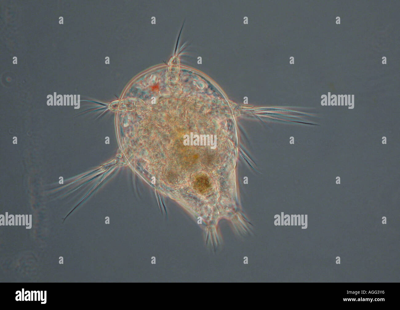 Copepods copepoda hi-res stock photography and images - Alamy