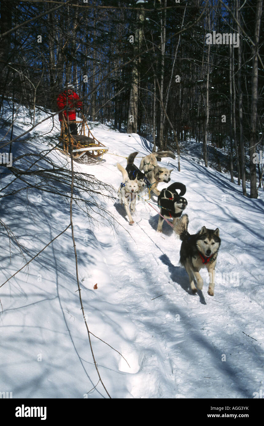 Can Dogs Track In The Snow