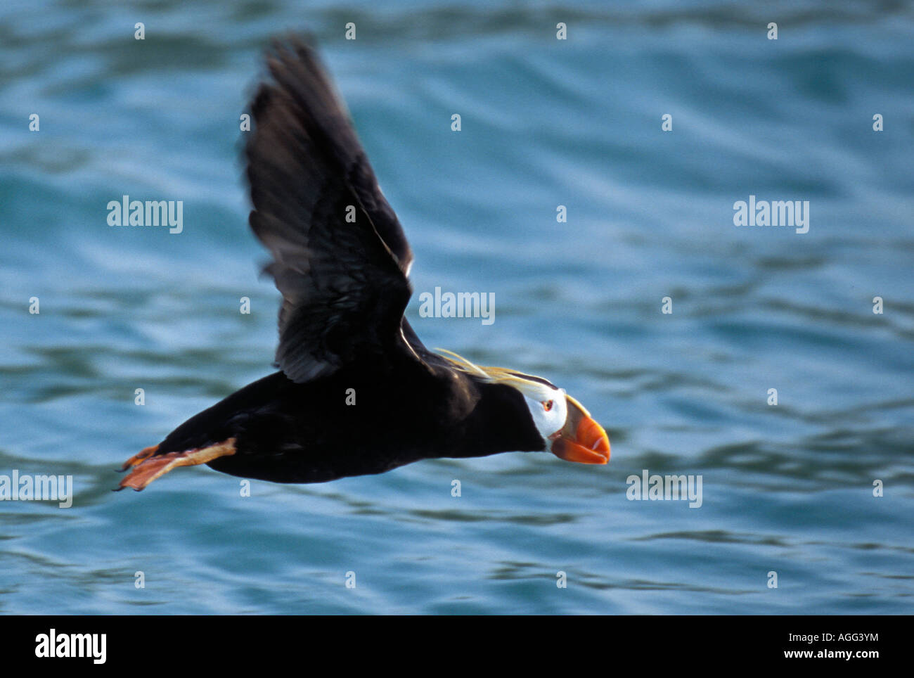 Horned Puffin In Flight Across Water SE AK Summer Alexeander Archipelo ...