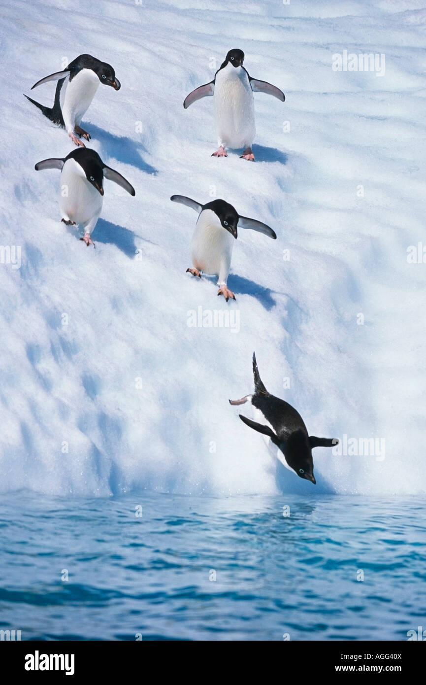 Line of Adelie Penguins walking down iceberg to dive off into water ...