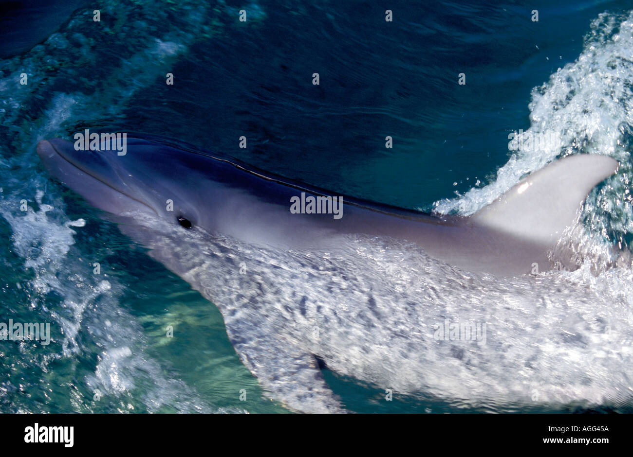 Dolphin water spout hi-res stock photography and images - Alamy