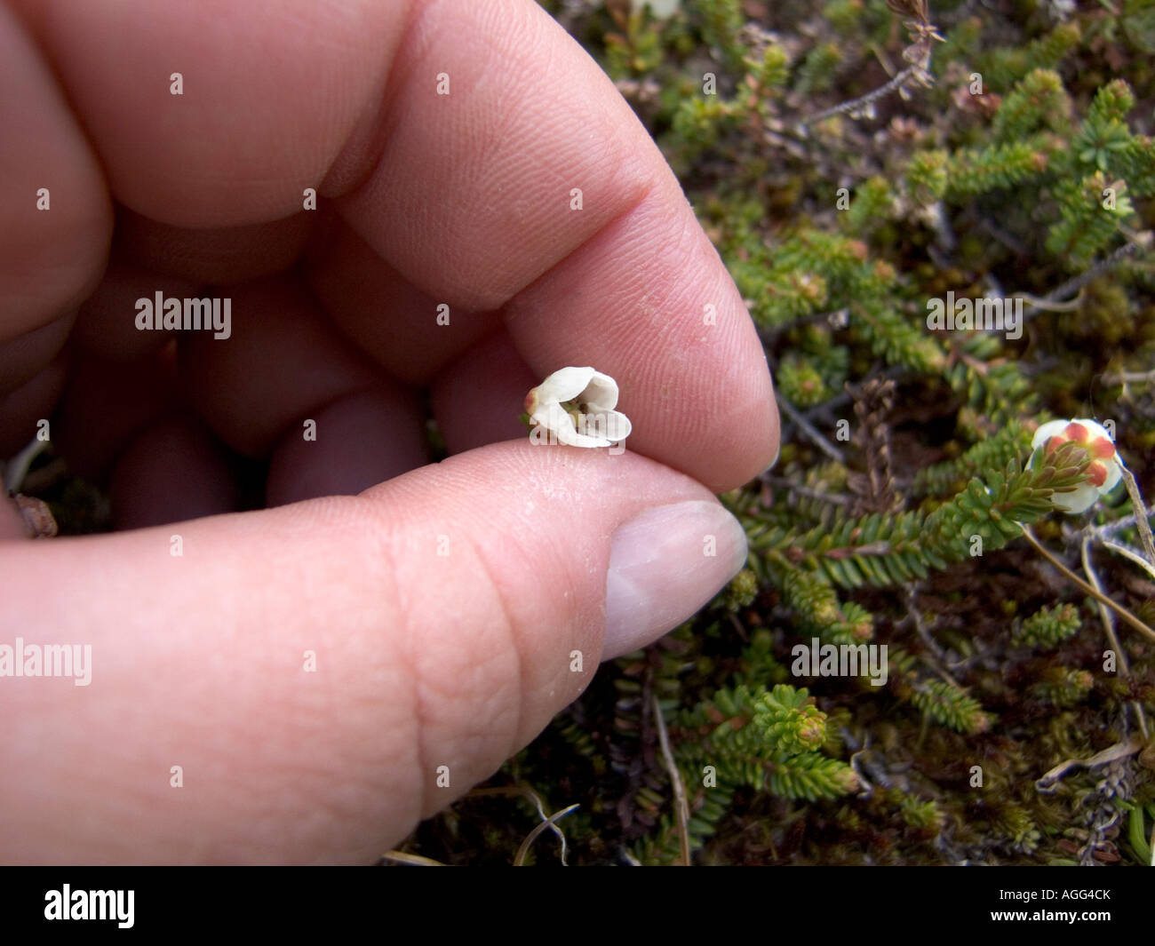 Closeup of hand holding Alaska Moss Heather wildflower Palmer Creek ...