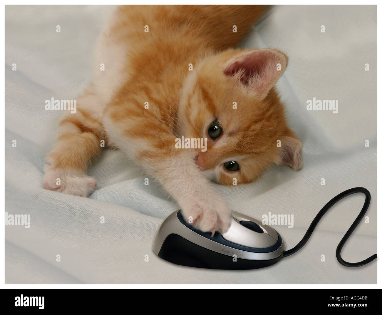 KITTEN WITH COMPUTERMOUSE Stock Photo - Alamy