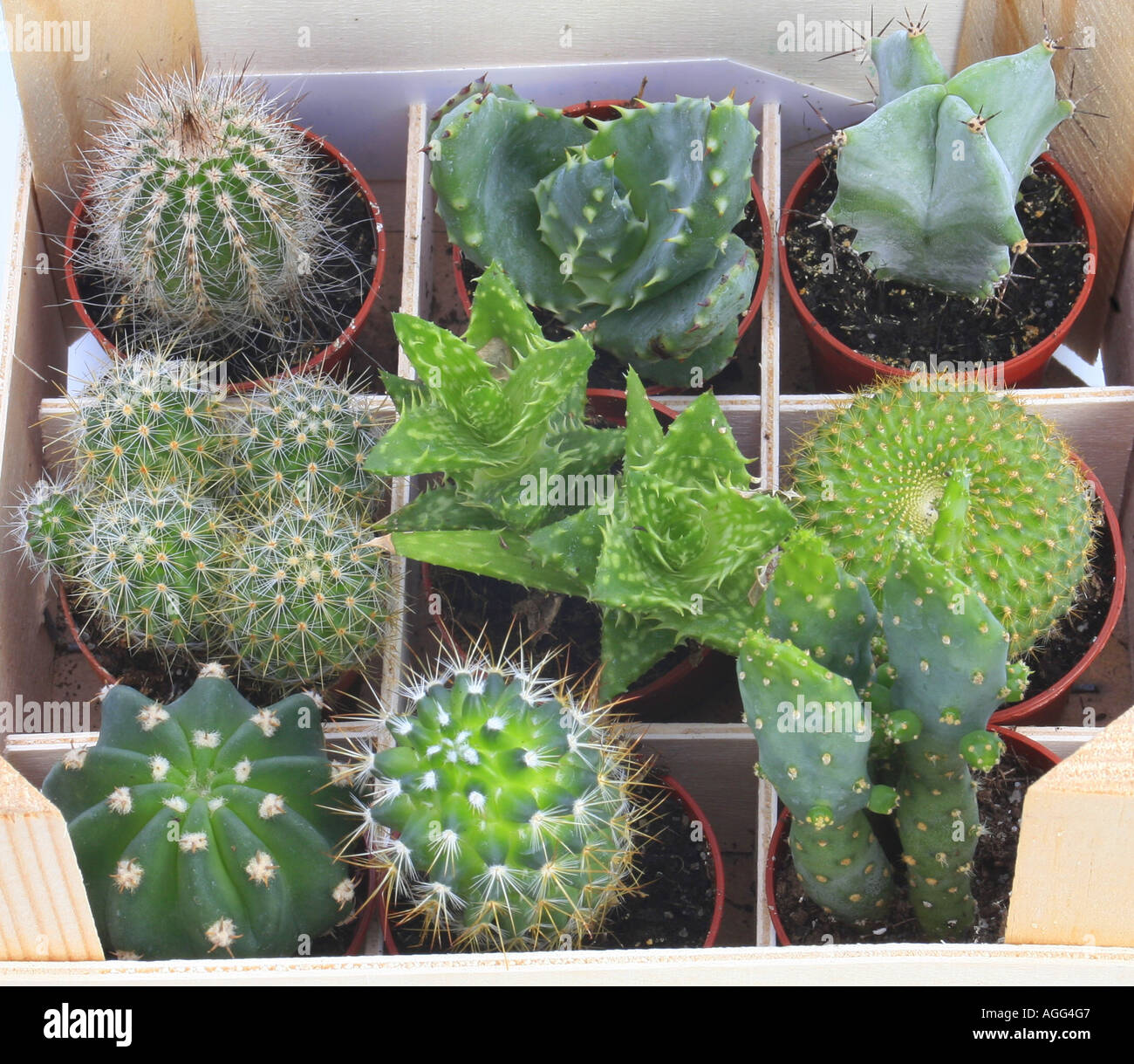 cacti, cactuses (Cactaceae), compilation of succlent plants for sale ...