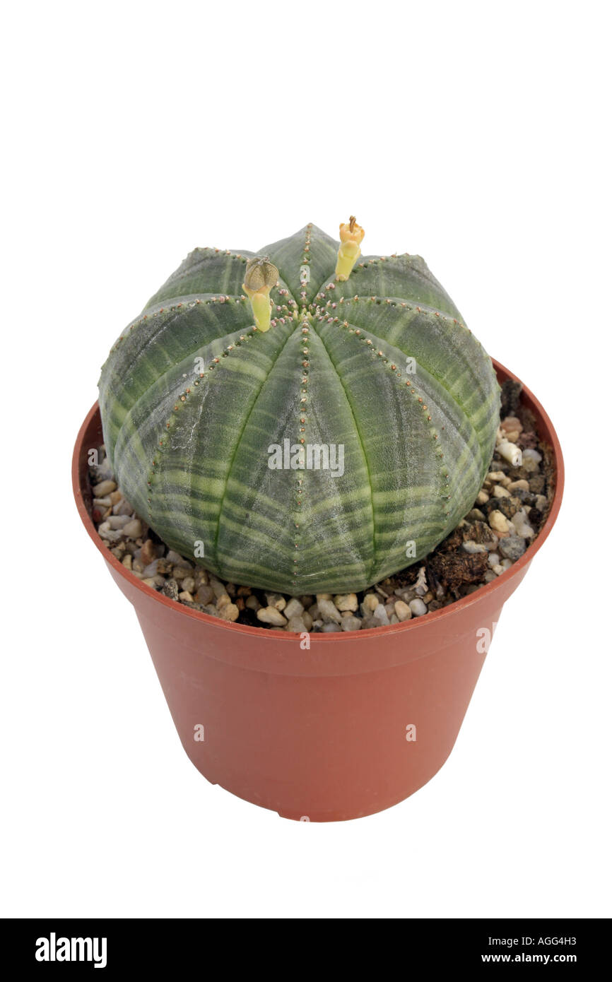 Baseball Cactus (Euphorbia obesa), potted plant with jung fruits ...