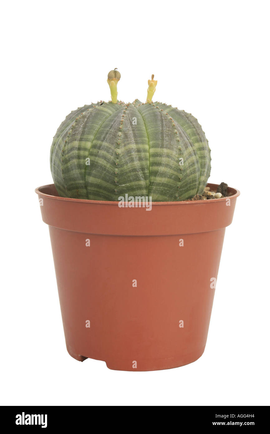 Baseball Cactus (Euphorbia obesa), potted plant with jung fruits ...