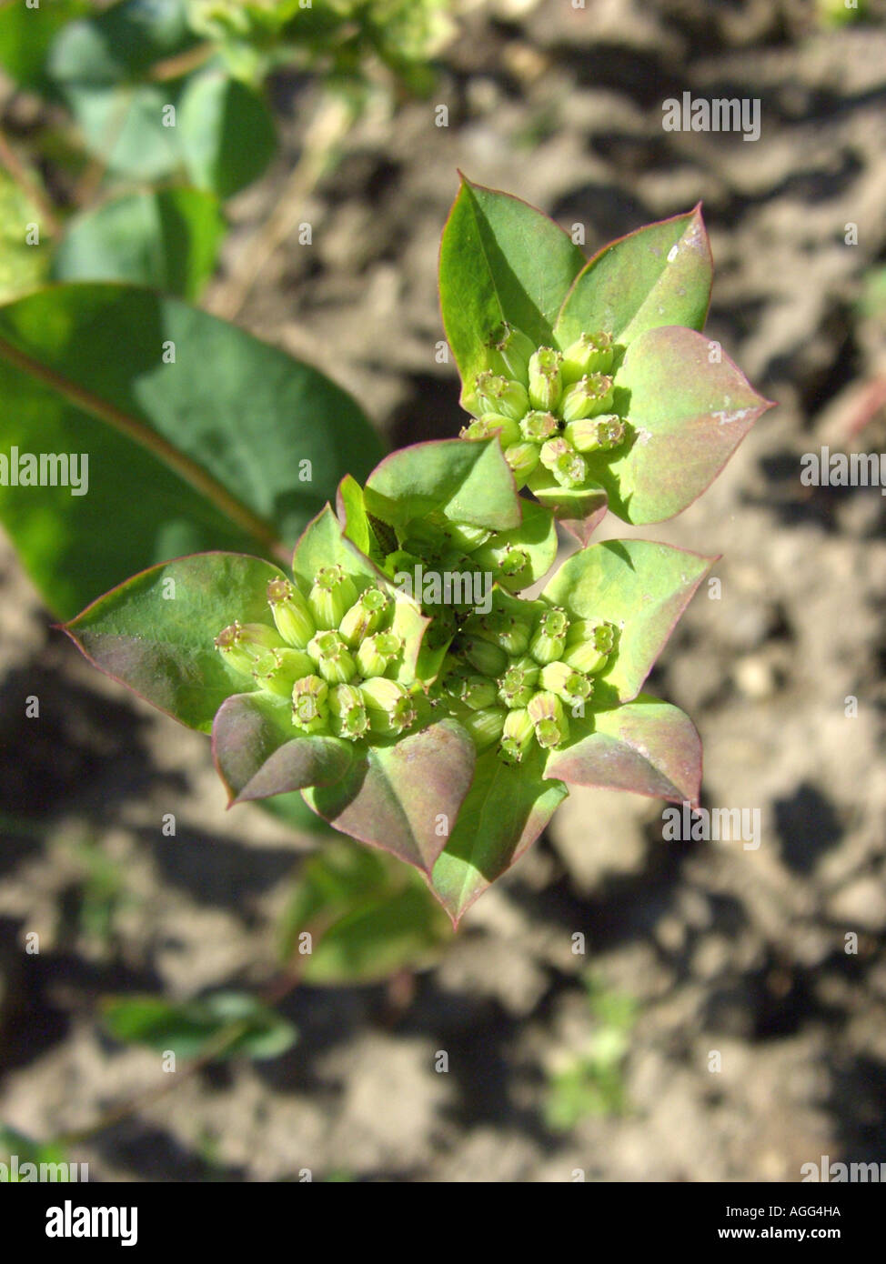 Bupleurum rotundifolium hi-res stock photography and images - Alamy