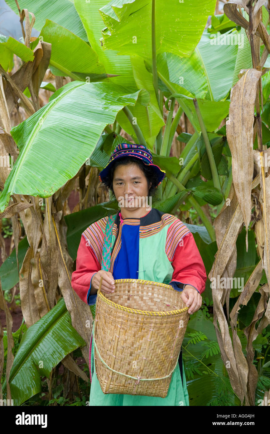Tribal farm worker woman Picking Maize Crop, corn, agriculture, harvest ...