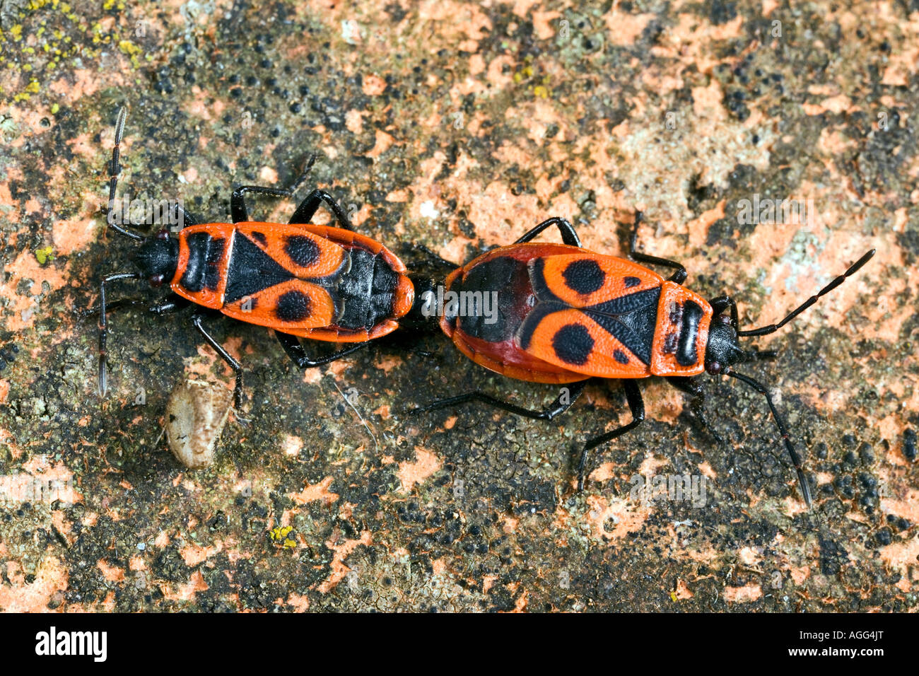 Fire Bug Pyrrhocoris apterus paired up Stock Photo - Alamy