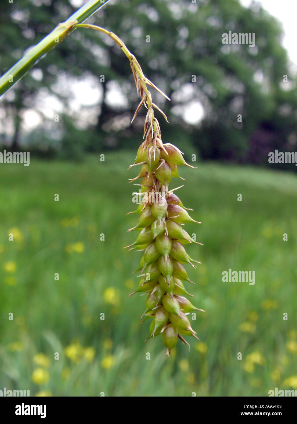 bladder-sedge, inflated sedge (Carex vesicaria), inflorescence, Germany ...