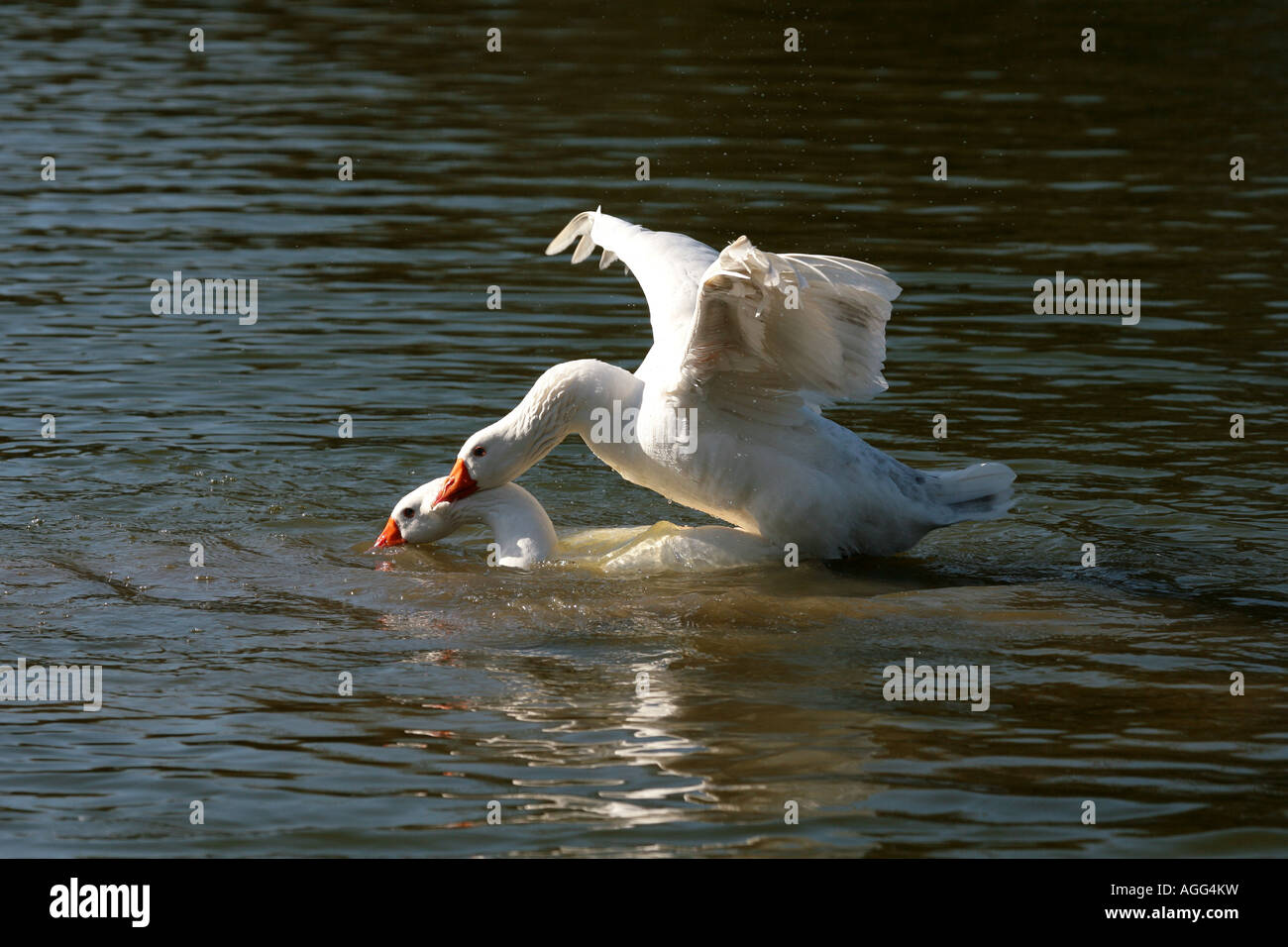 Two geese mating on a lake Stock Photo - Alamy