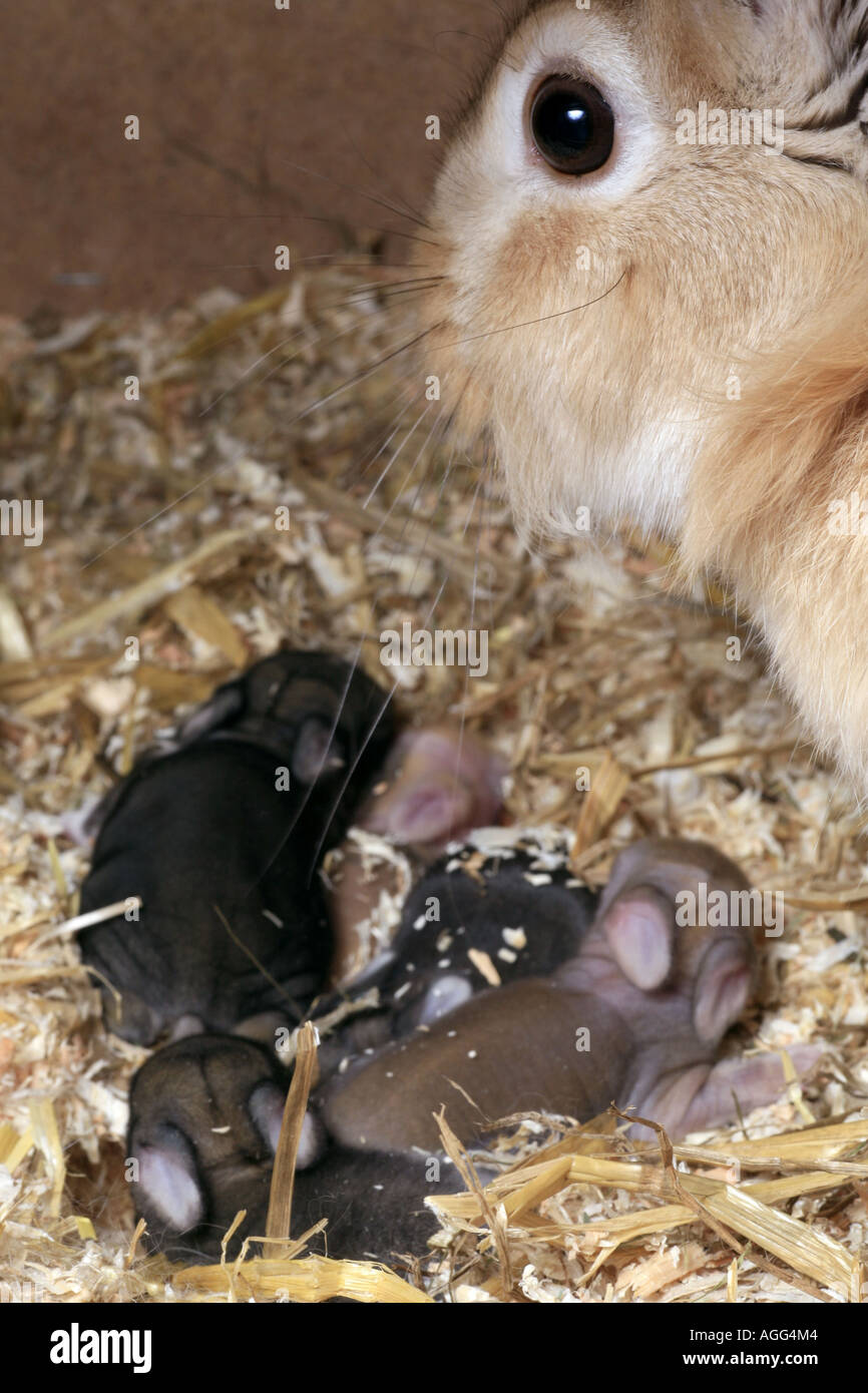 domestic rabbit (Oryctolagus cuniculus f. domestica), young animals 5 ...