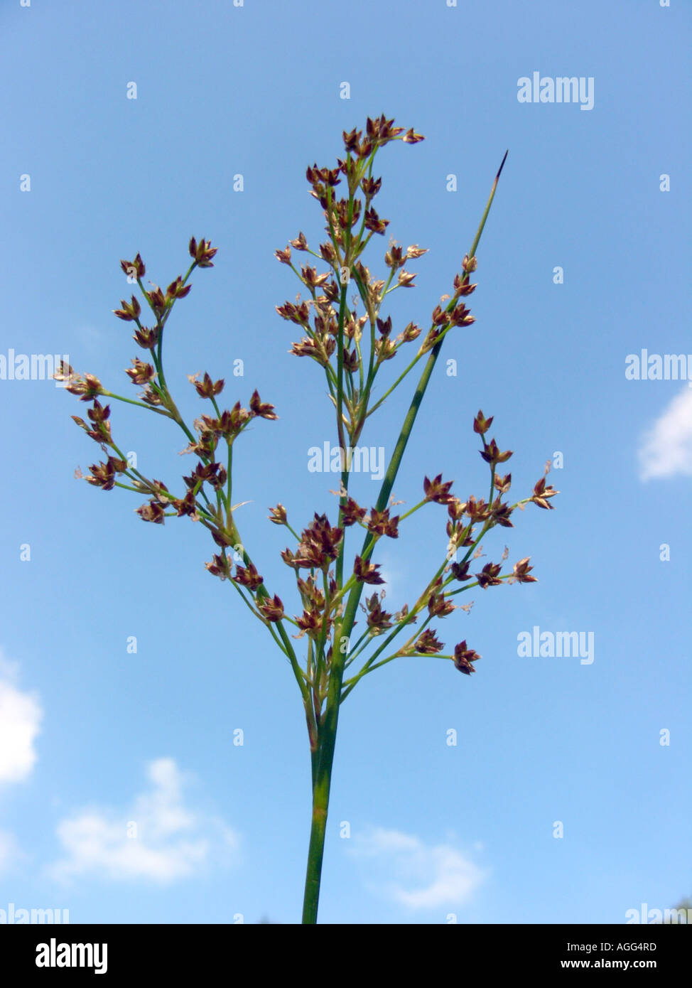 Sharp flowered rush hi-res stock photography and images - Alamy