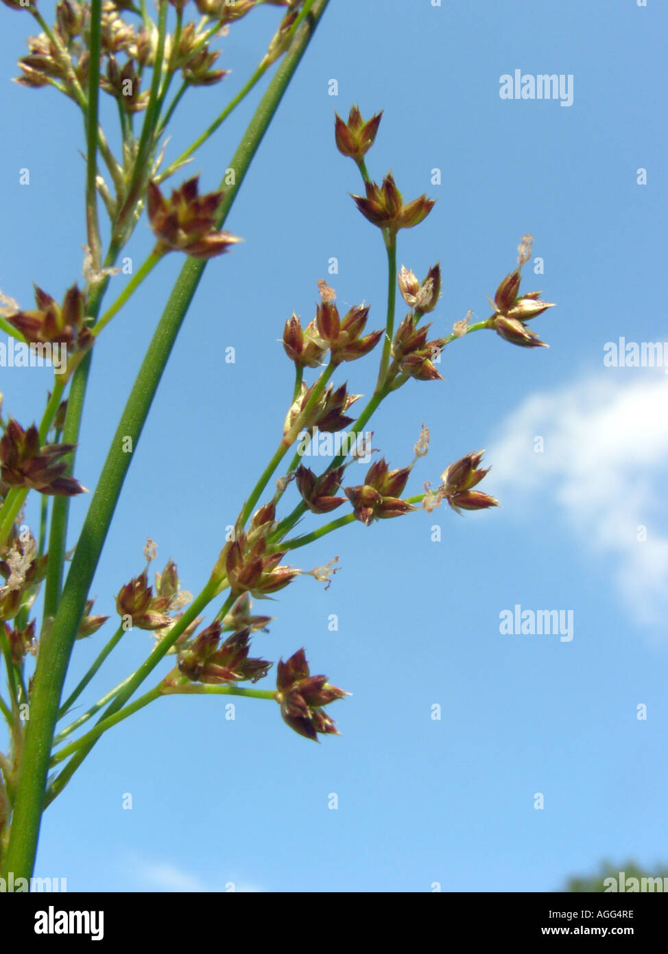 Sharp flowered rush hi-res stock photography and images - Alamy