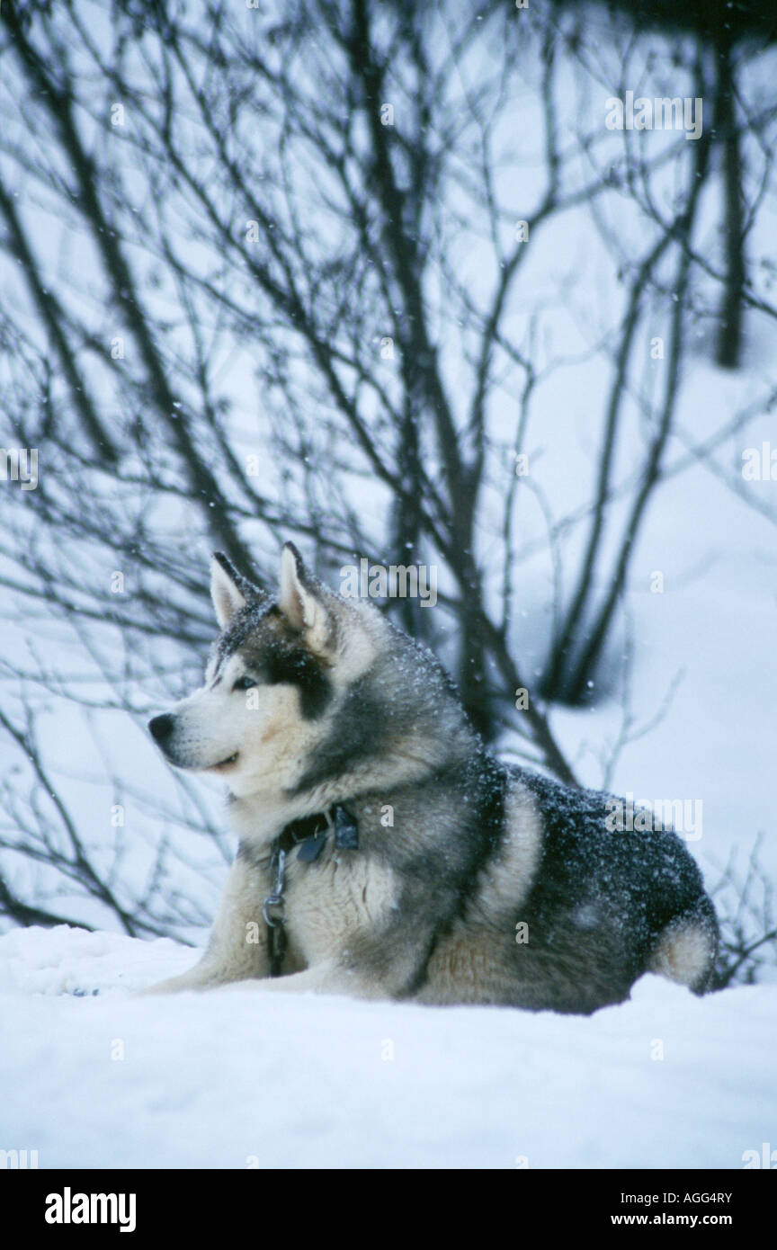 Portrait of an adult husky sleigh dog,Quebec Canada Stock Photo - Alamy