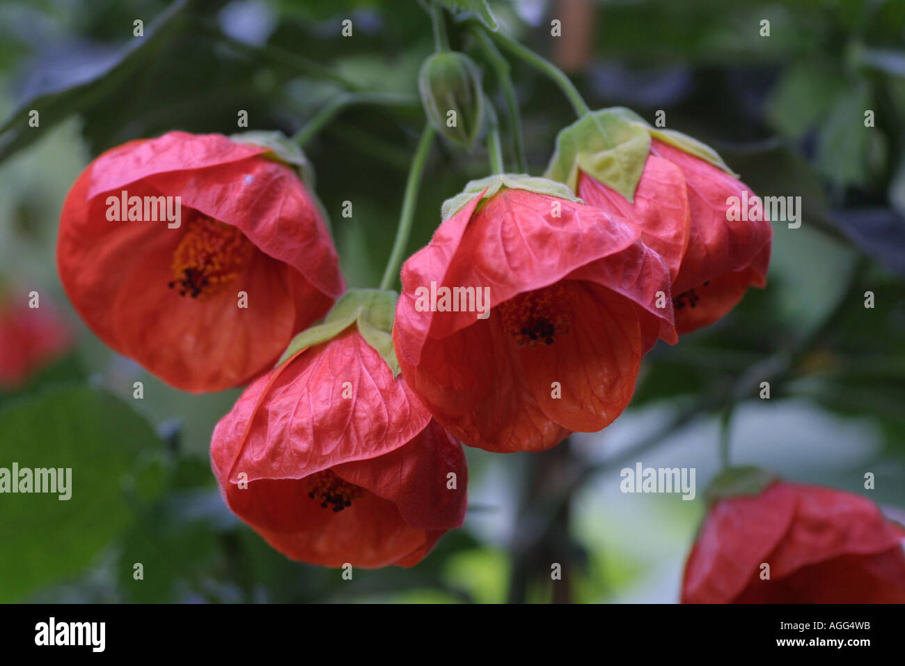 flowering maple (Abutilon hybr., Abutilon hybridum), flowers Stock ...
