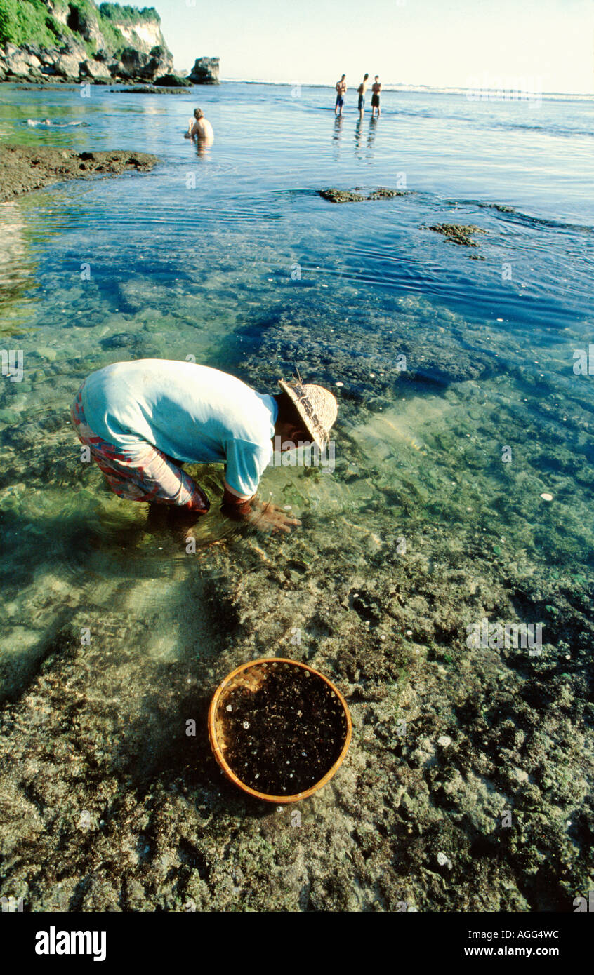 fisherman collecting mussels, Bali, Indonesia Stock Photo - Alamy