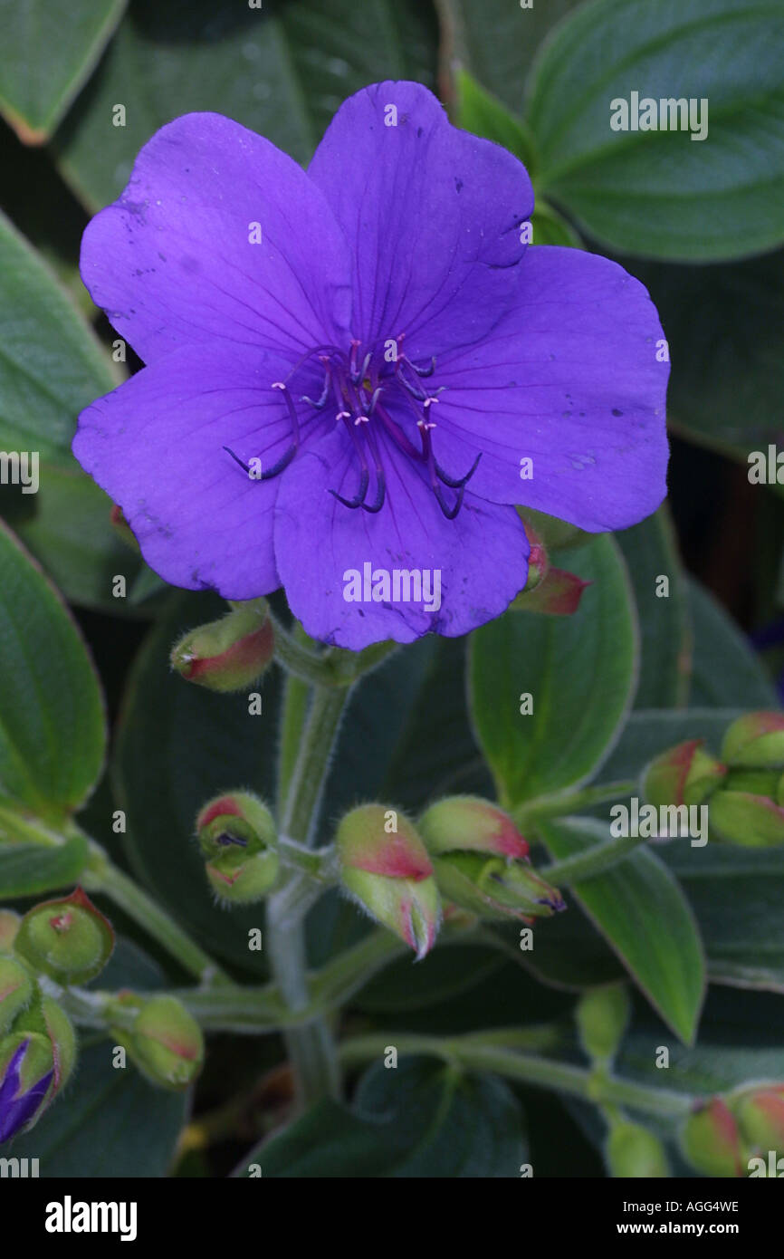 princess flower, glory bush (Tibouchina urvilleana), flower Stock Photo ...