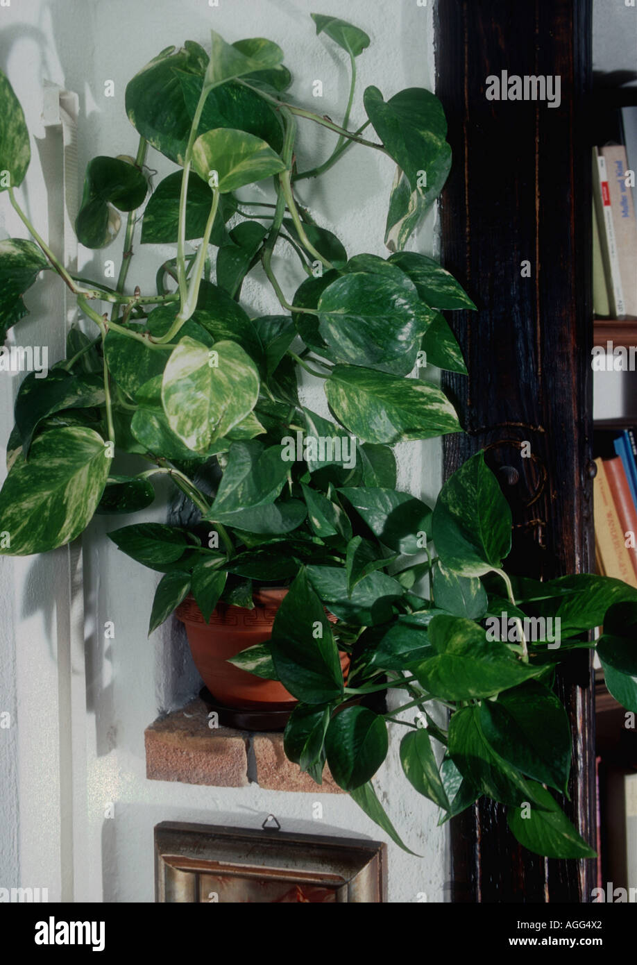 centipede tongavine (Epipremnum pinnatum Aureum, Epipremnum aureum ...