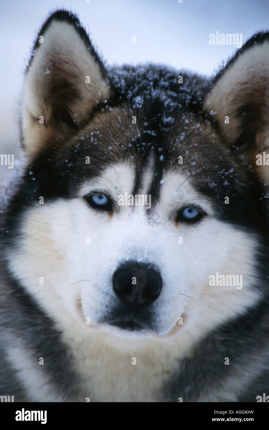 Portrait of a husky sleigh dog with pale blue eyes in Quebec,Canada ...