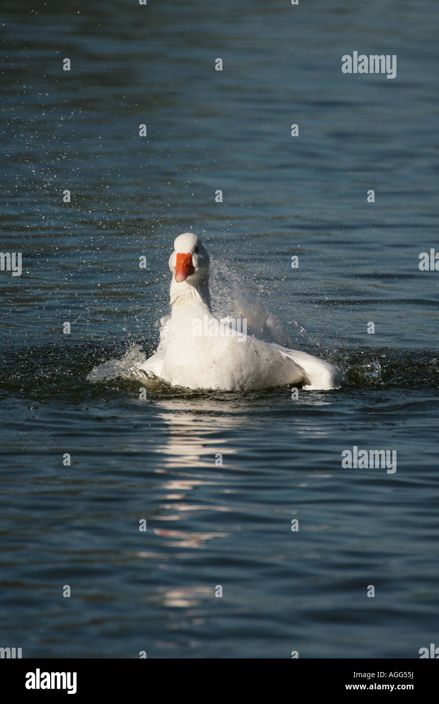 White goose bathing in a lake Stock Photo - Alamy