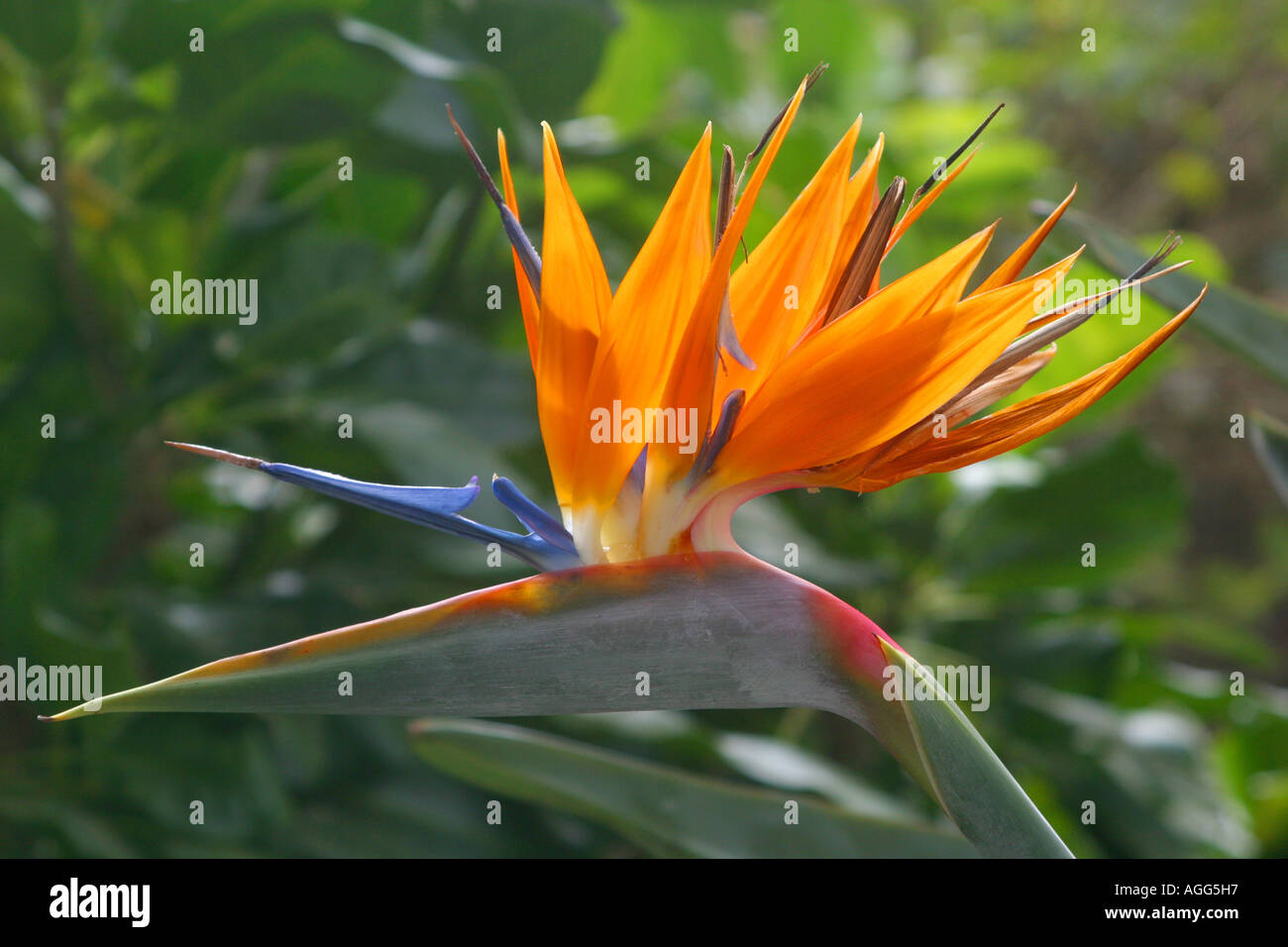 crane flower, bird of paradise flower, geel piesang (Strelitzia reginae ...