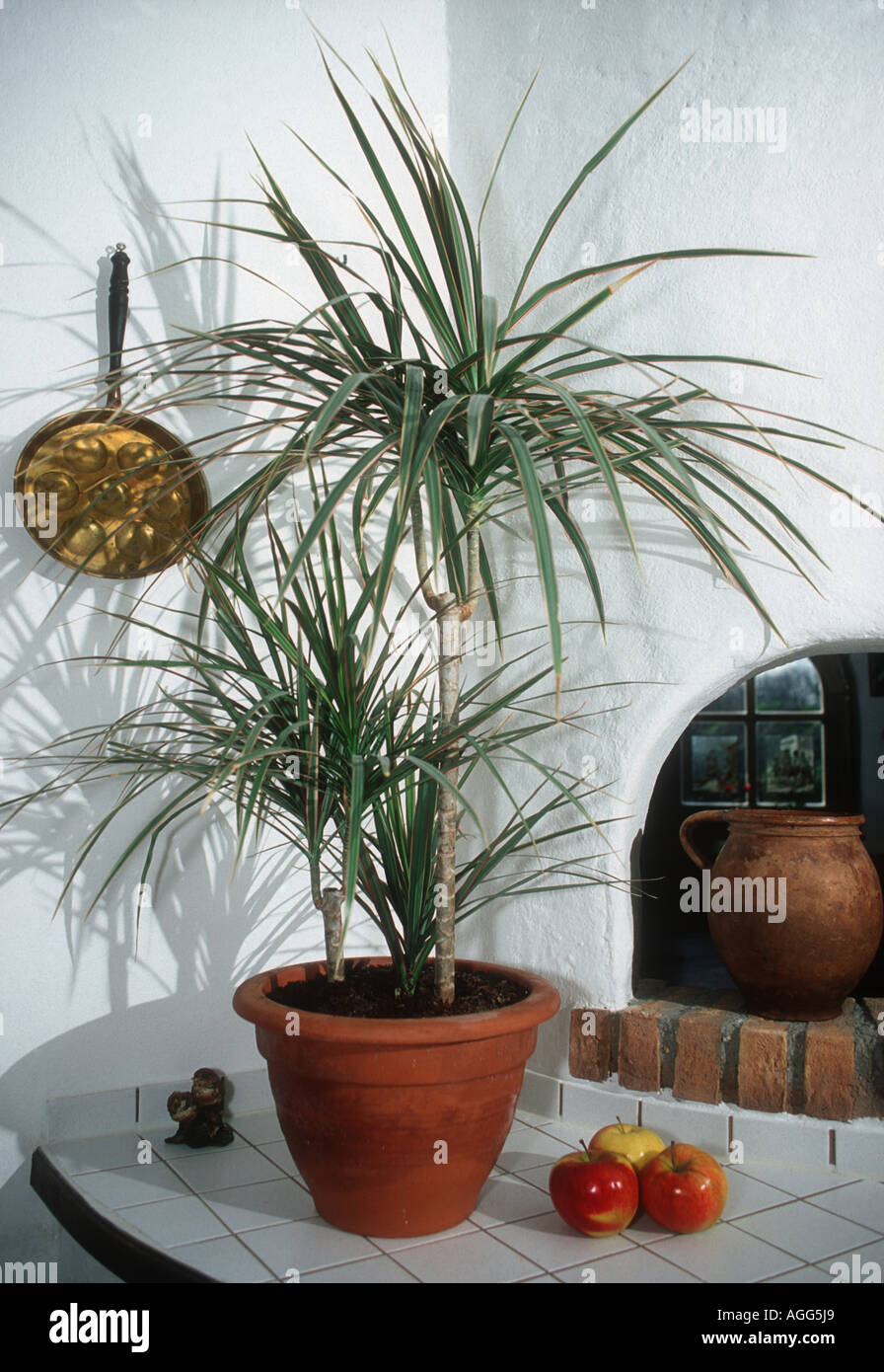 Dragon Palm House Plant High Resolution Stock Photography and Images ...