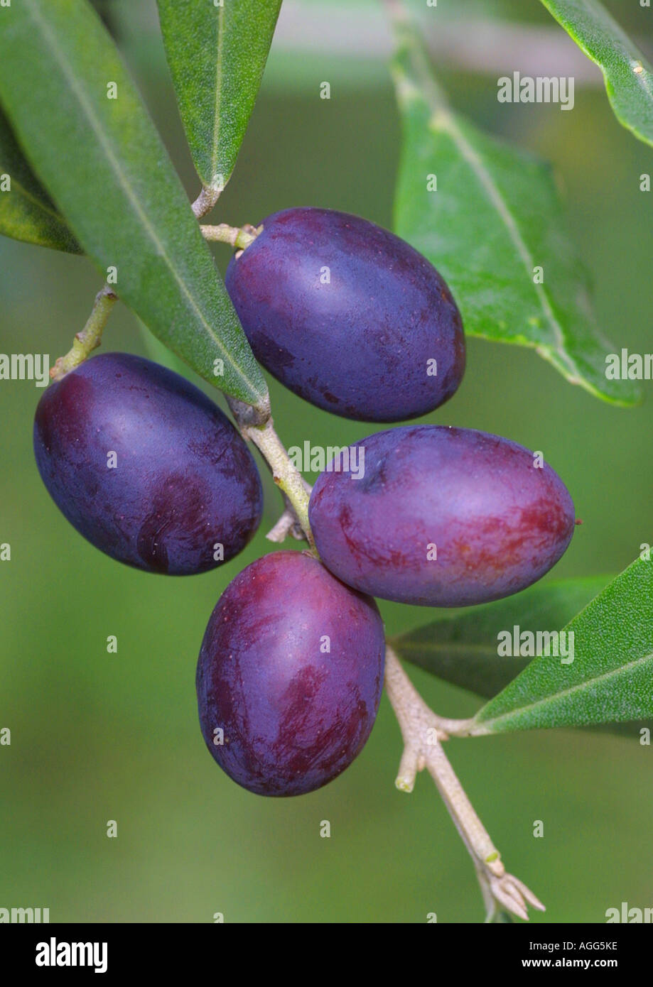 olive tree (Olea europaea ssp. sativa), fruits Stock Photo - Alamy